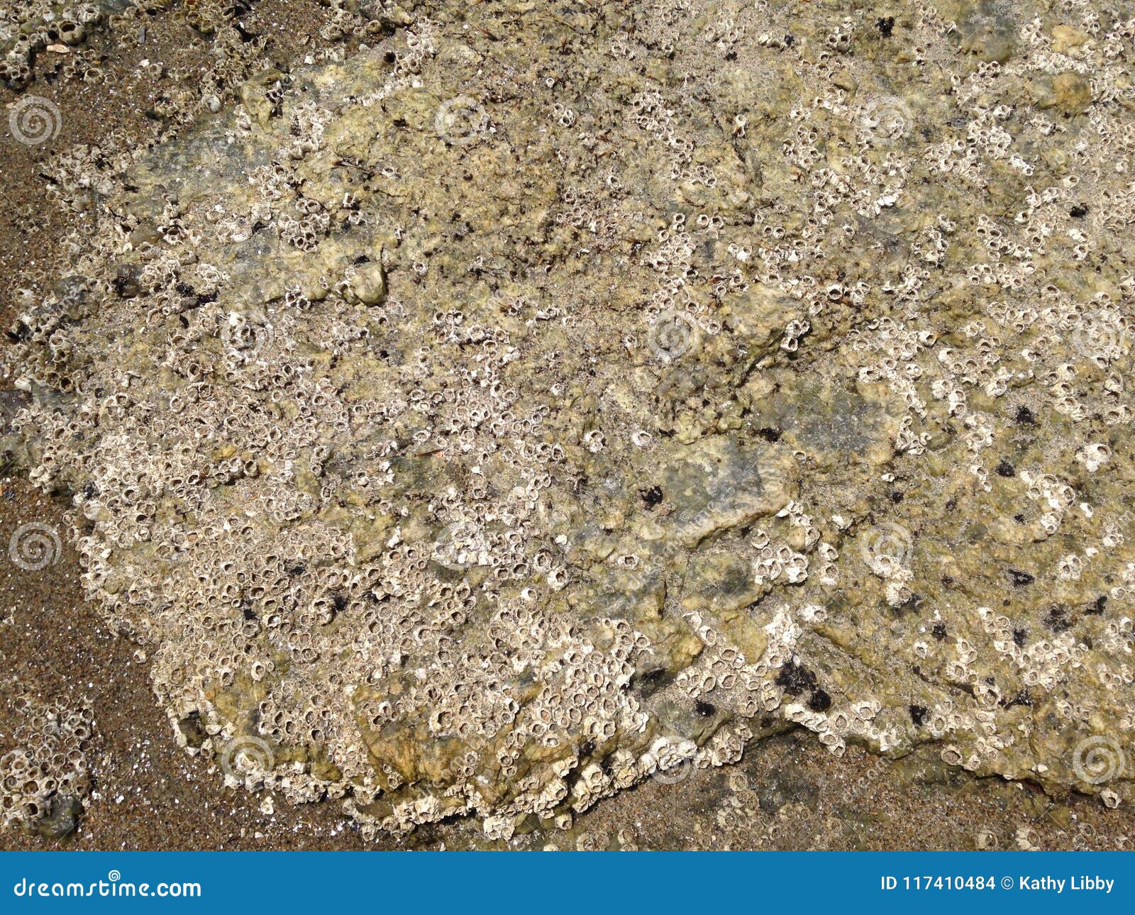 Barnacles on a rock stock photo. Image of ocean, rock - 117410484
