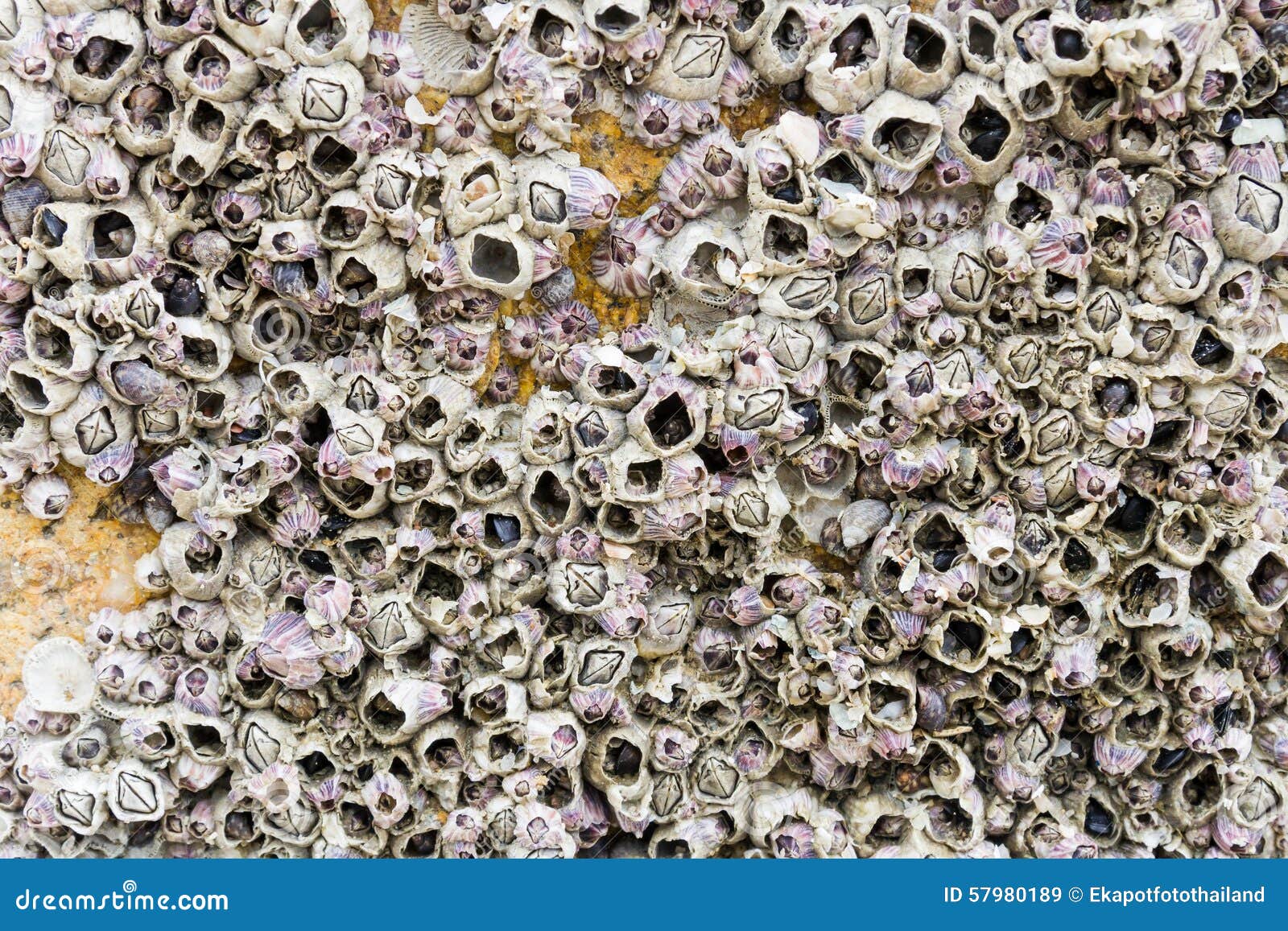 Barnacles On Rock - Shellfish On The Rocks / Dry Shellfish Dead On The ...
