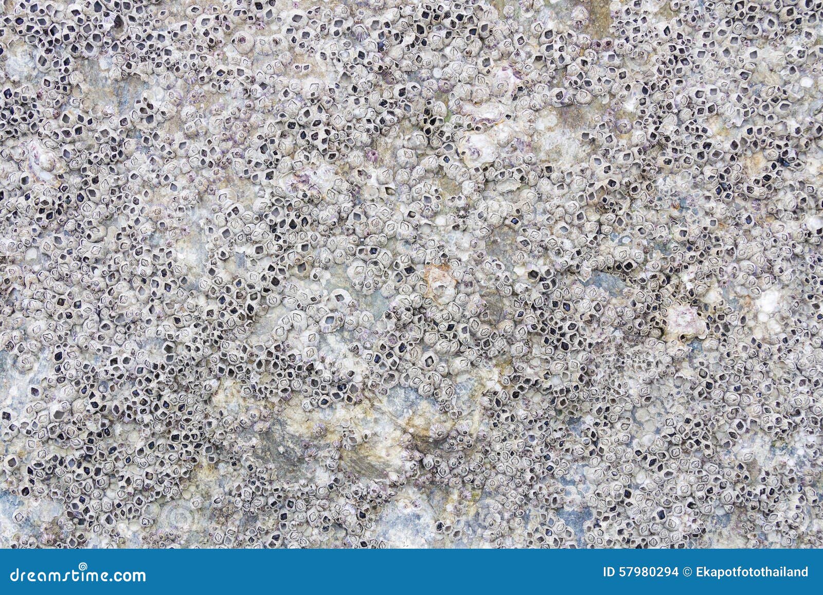 Barnacles On Rock - Shellfish On The Rocks / Dry Shellfish Dead On The ...