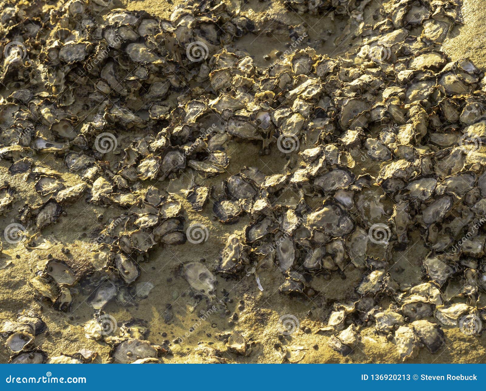 Barnacles On Rock - Shellfish On The Rocks / Dry Shellfish Dead On The ...