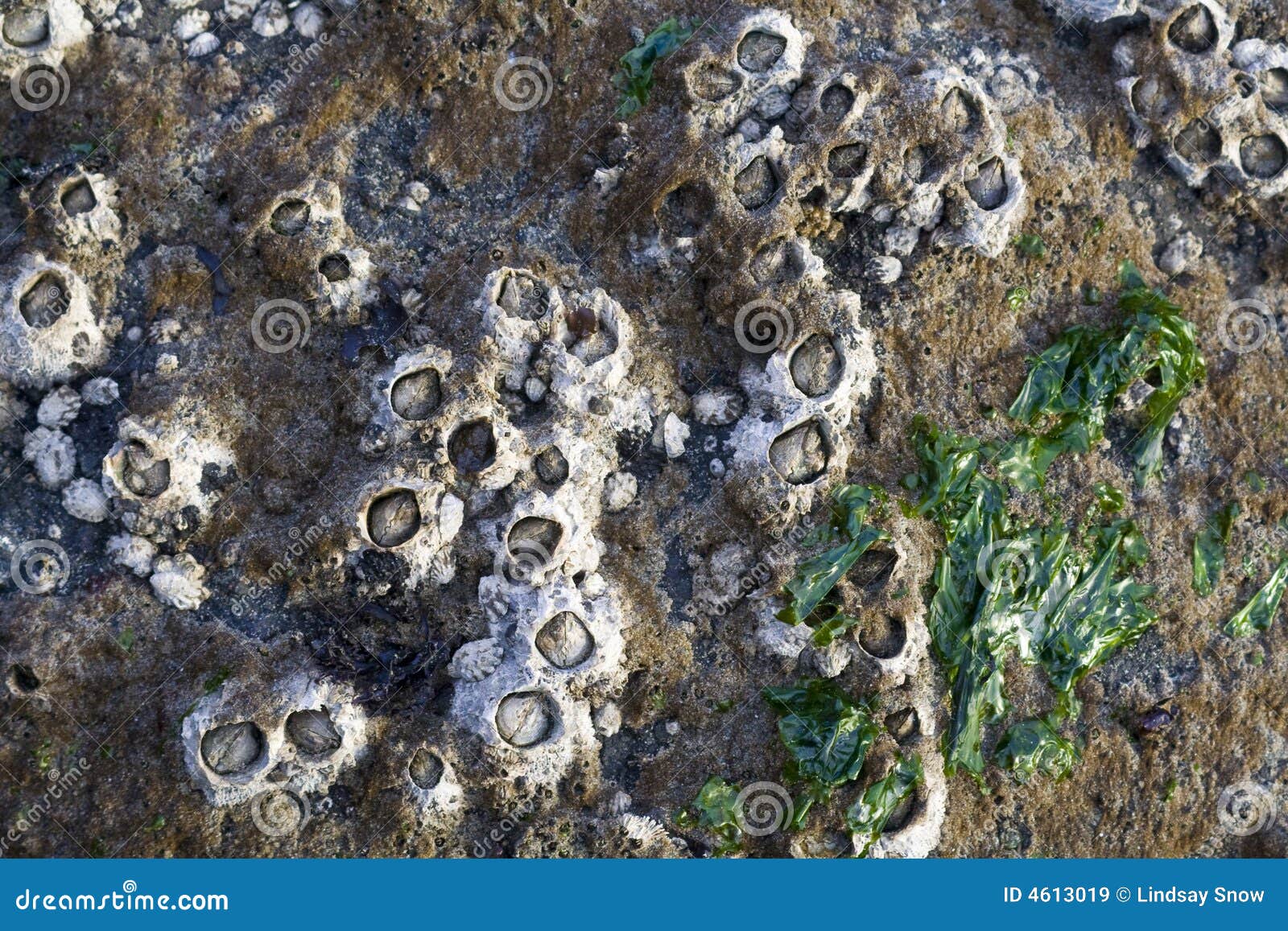 Barnacles on rocks stock image. Image of boulder, coast - 4613019