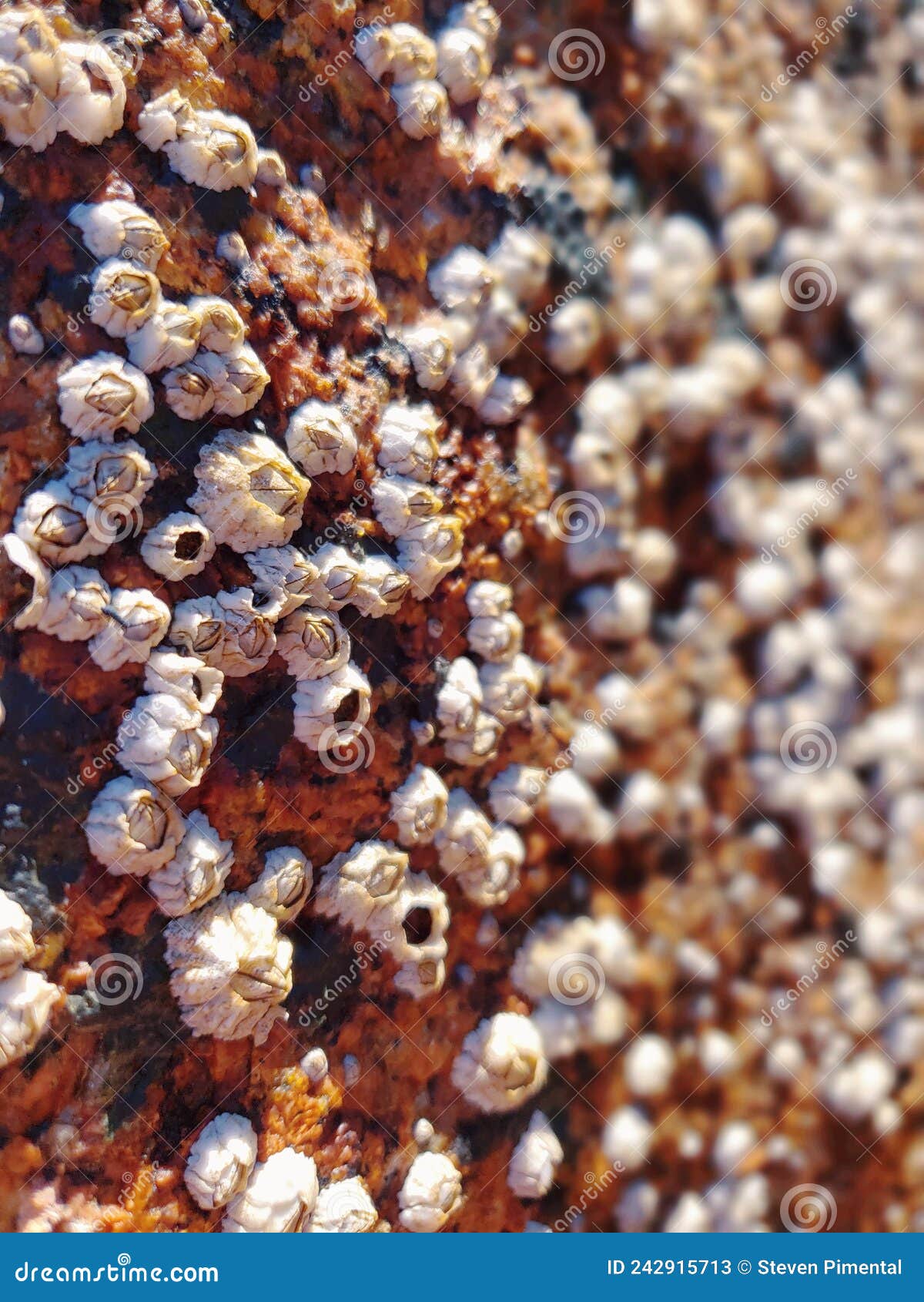 Barnacles on the rocks stock image. Image of rock, soil - 242915713