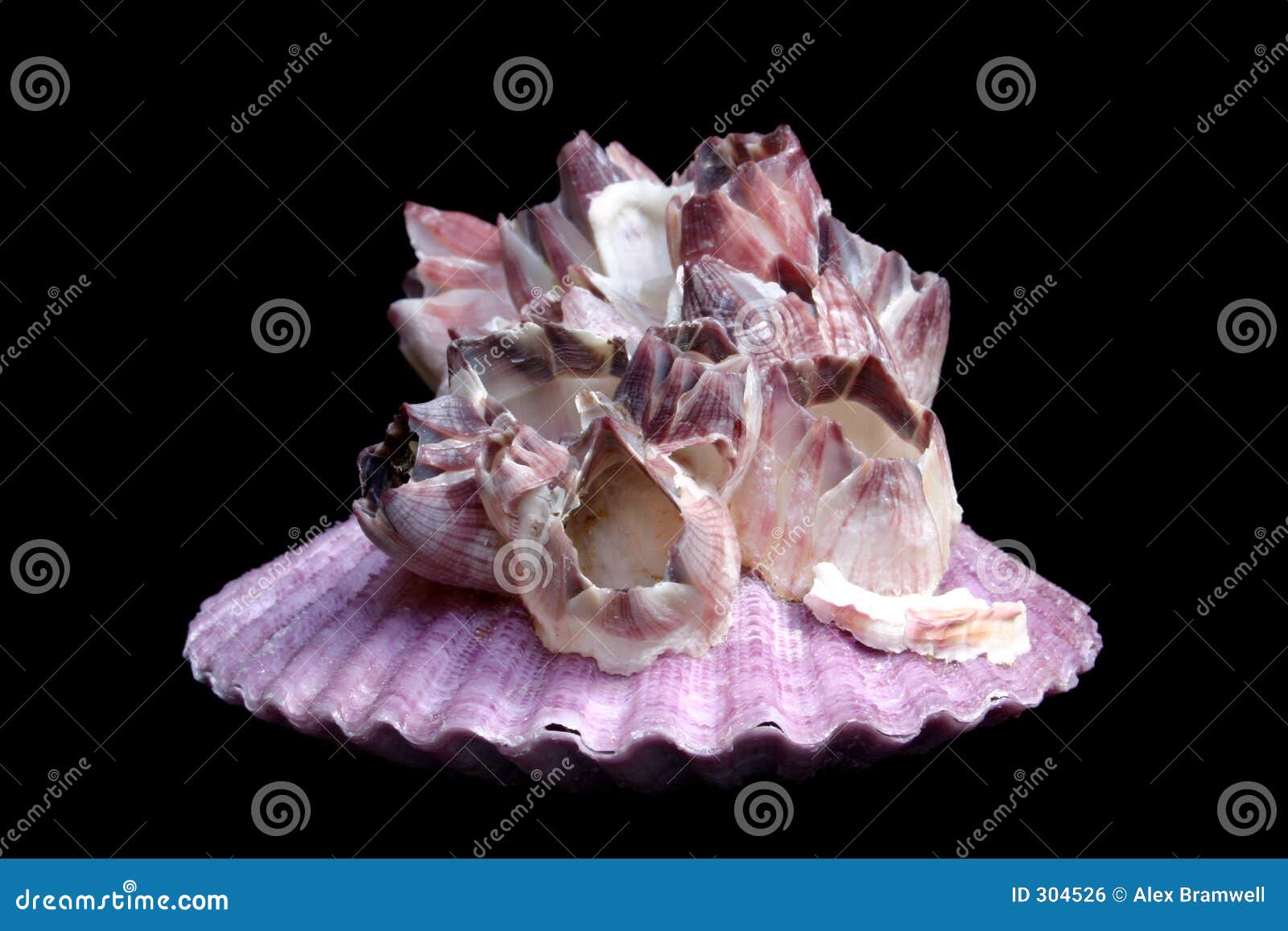Barnacles on Scallop stock photo. Image of animal, blue - 304526