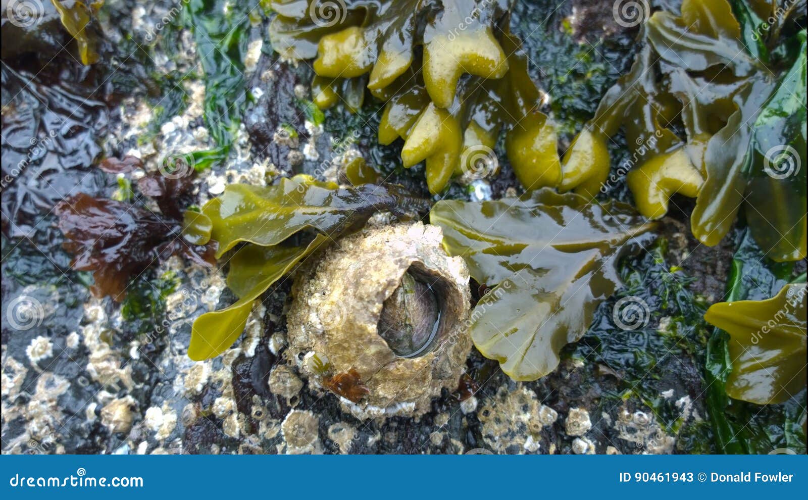 Barnacles in sea stock image. Image of rock, marine, animals - 90461943