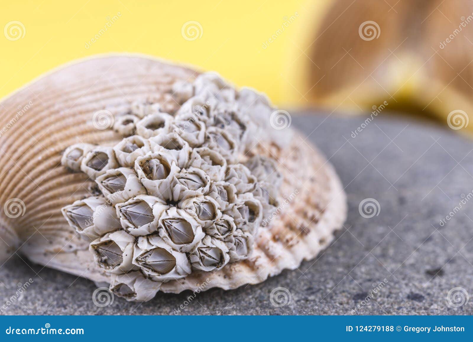 Barnacles on a seashell. stock photo. Image of life - 124279188
