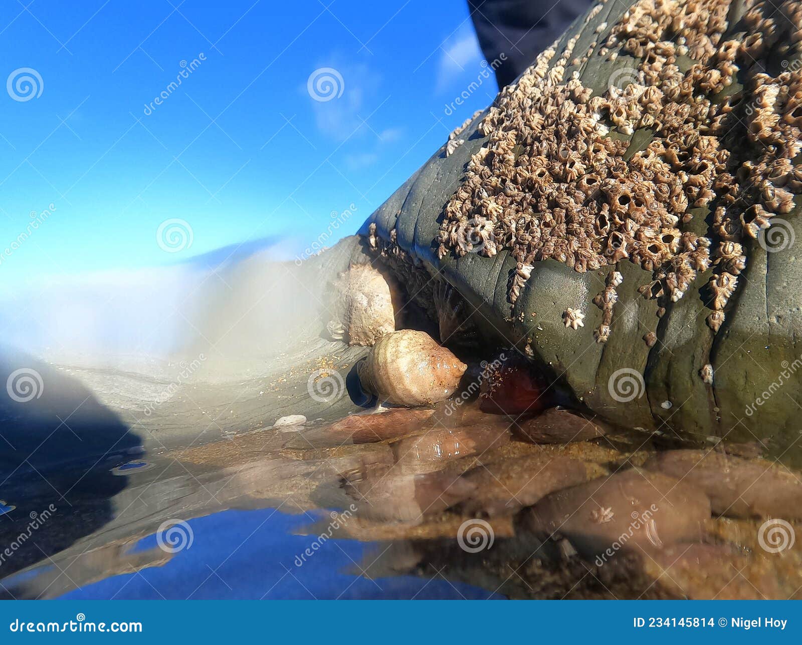 Barnacles and Seashells in Rock Pool Stock Photo - Image of sealife ...