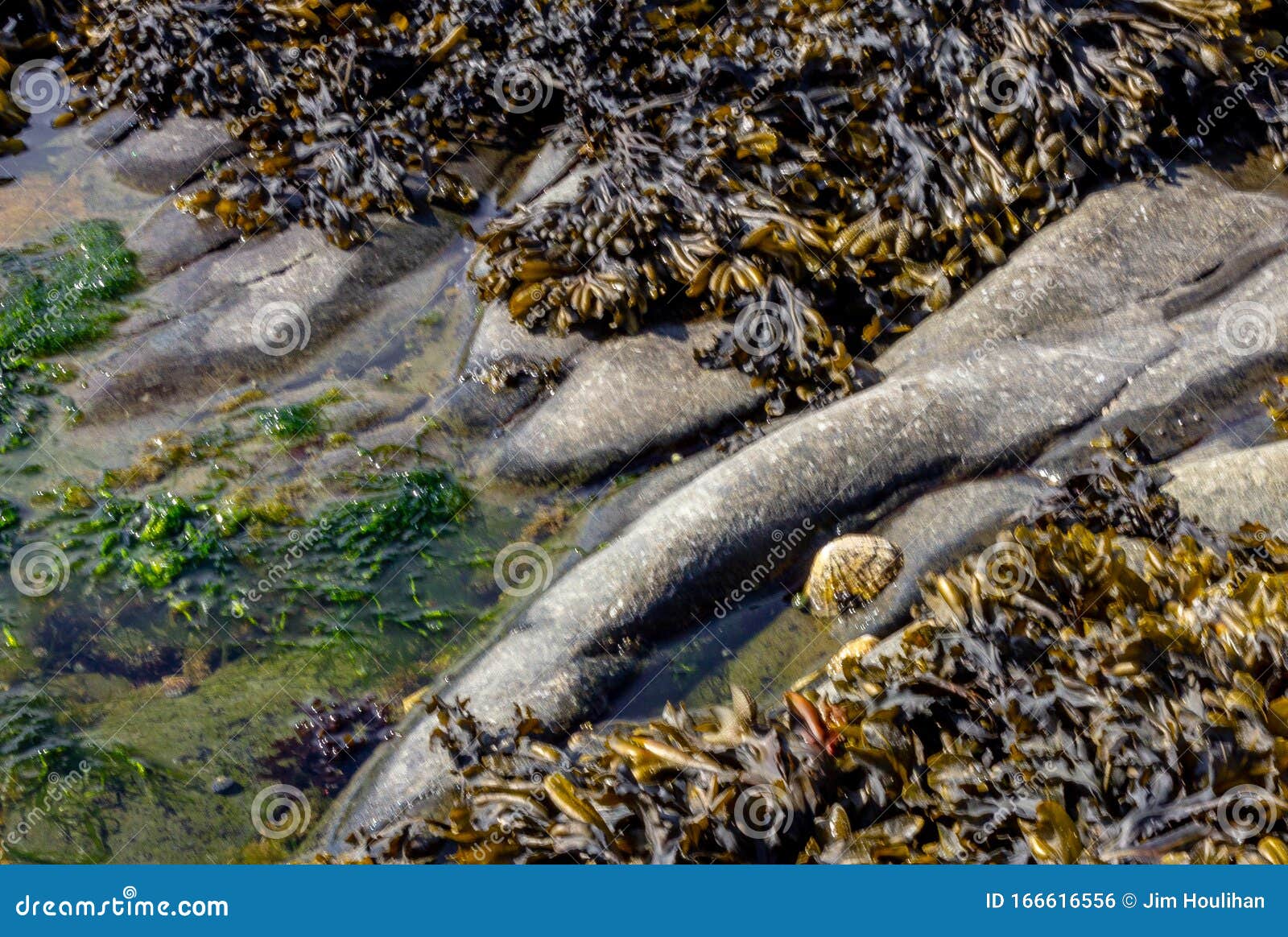 Barnacles and Seaweed - Tidal Life Stock Photo - Image of surreal ...