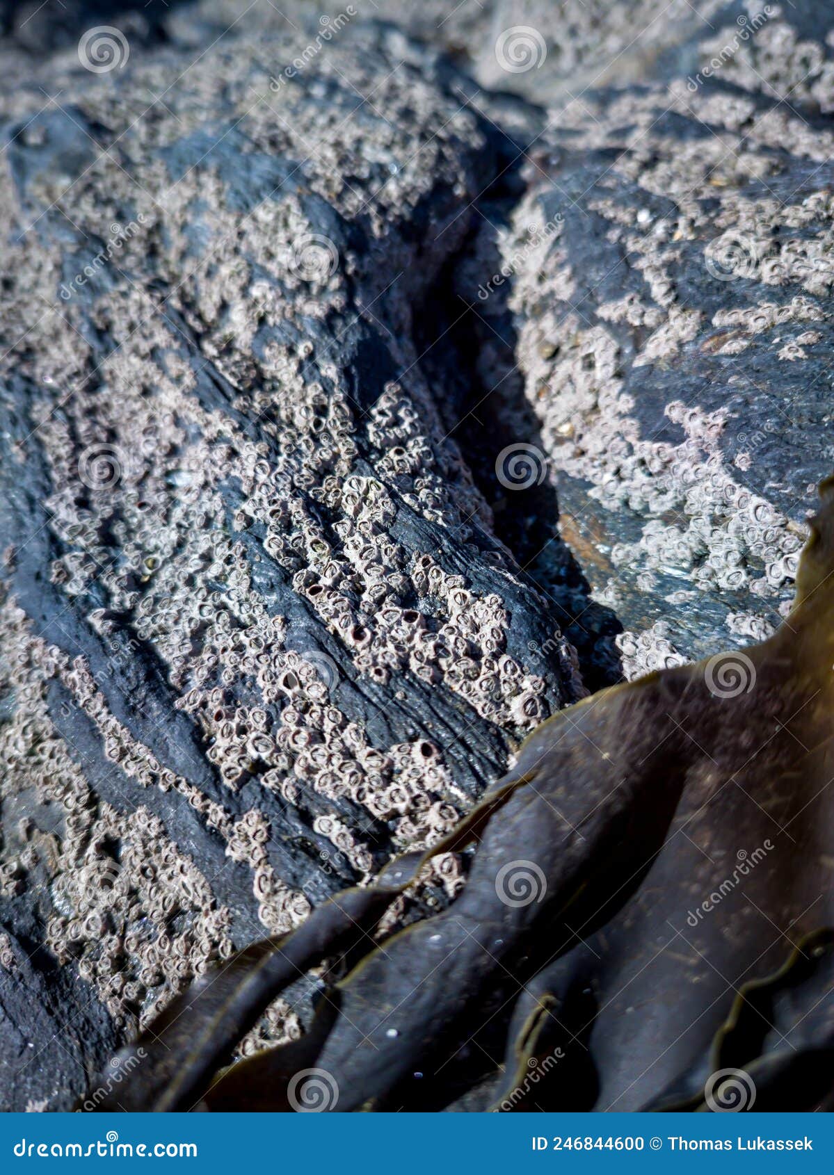 Barnacles , Semibalanus Balanoides, on Rocks at the Coast of Ireland ...