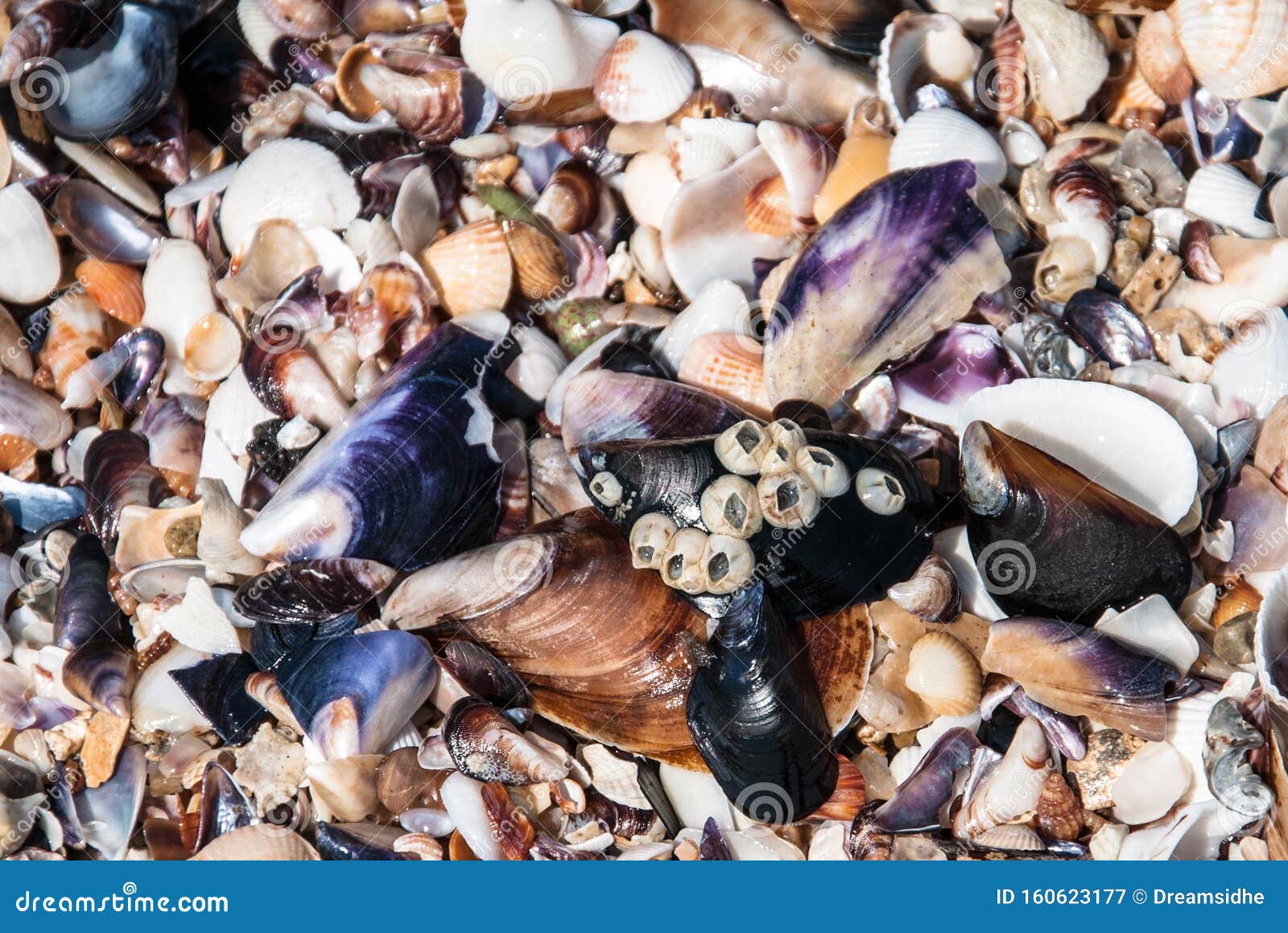 Barnacles and Shells on the Seashore Stock Image - Image of natural ...