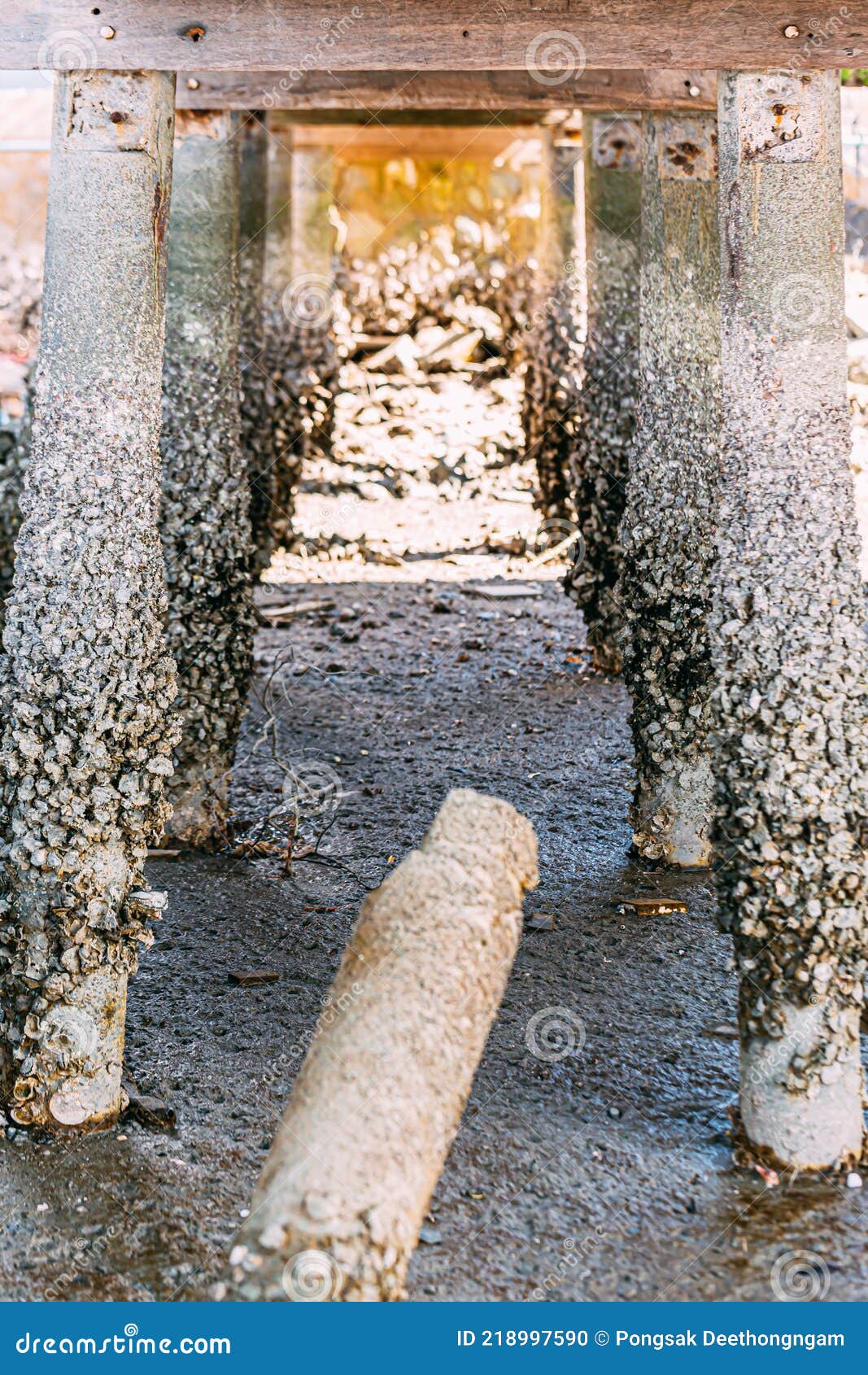 Barnacles on the stone stock photo. Image of coast, closeup - 218997590