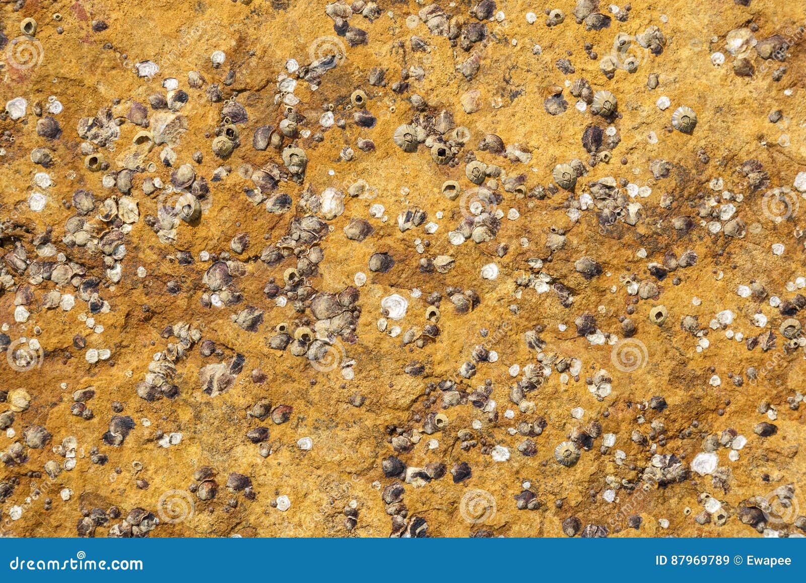 Barnacle Texture Background Royalty-Free Stock Photography ...