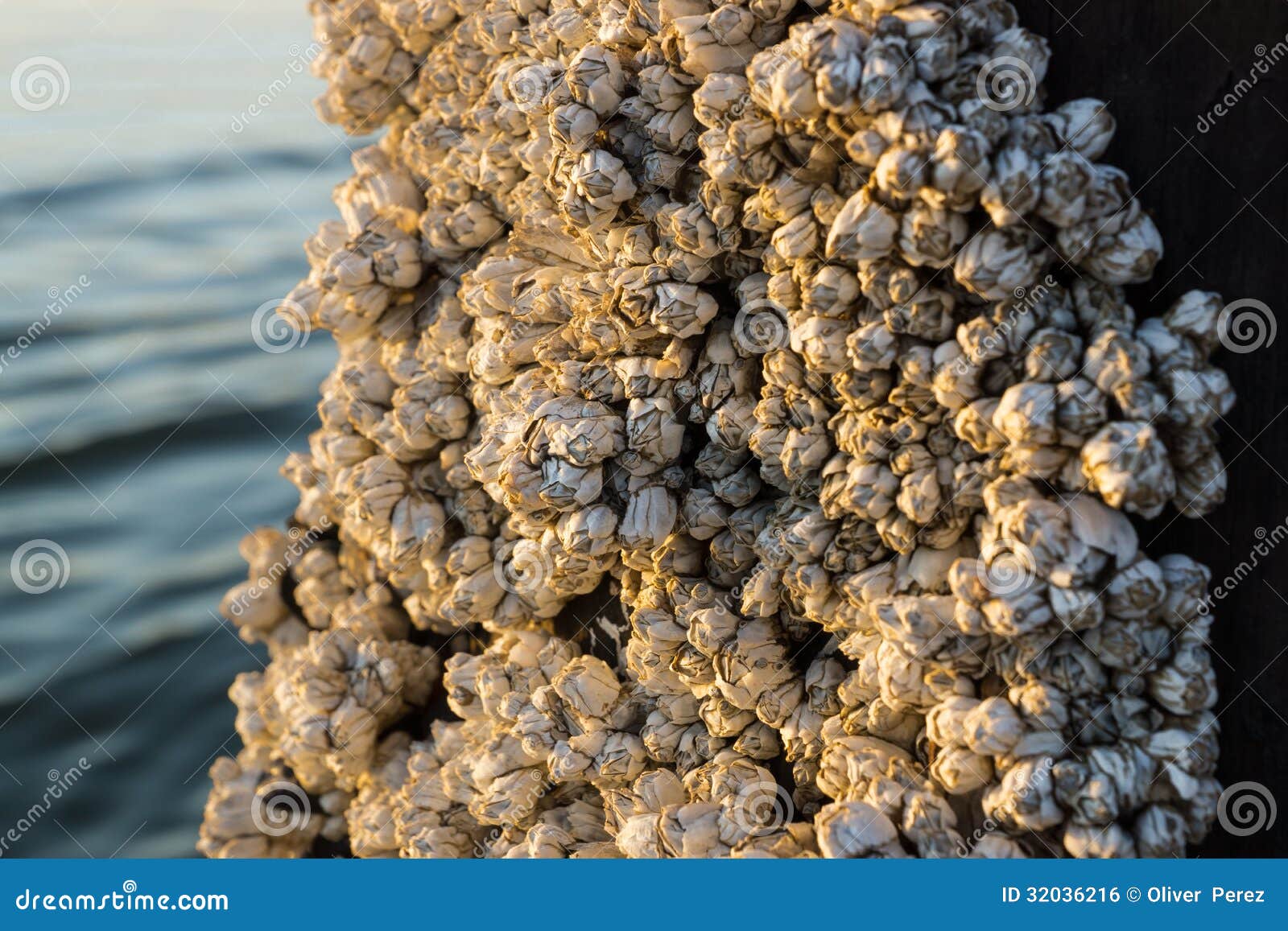 Barnacles at Sunset stock photo. Image of aquatic, piling - 32036216