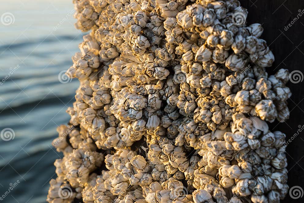 Barnacles at Sunset stock photo. Image of aquatic, piling - 32036216