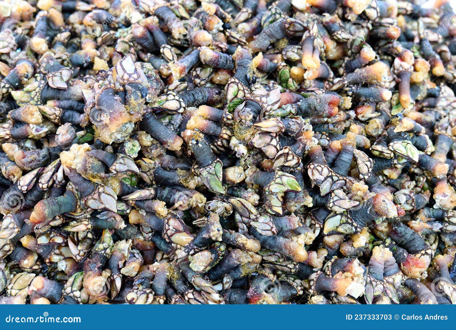 Barnacles Texture Background, Close Up Look Stock Image - Image of ...