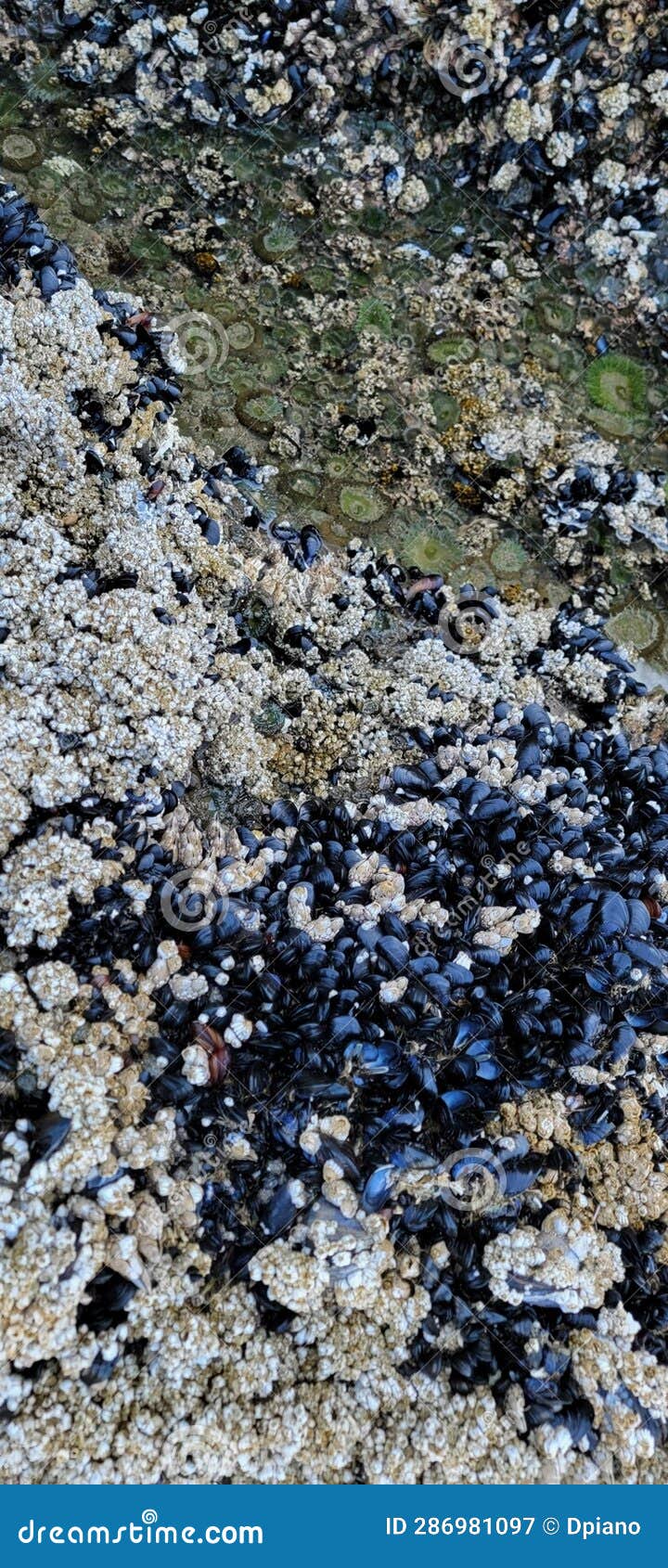Barnacles and Tide Pools with Anemones Stock Image - Image of rock ...