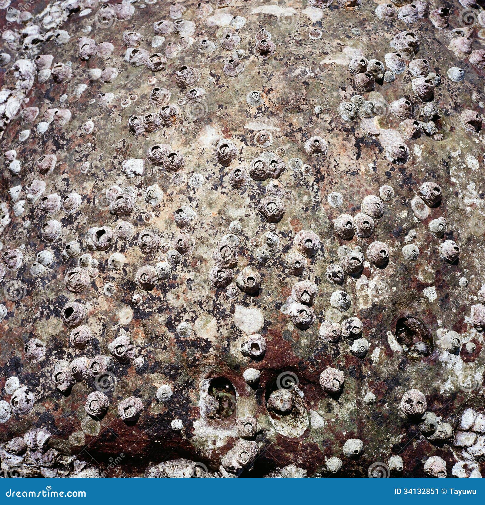 Barnacles stock image. Image of coarse, creature, beach - 34132851