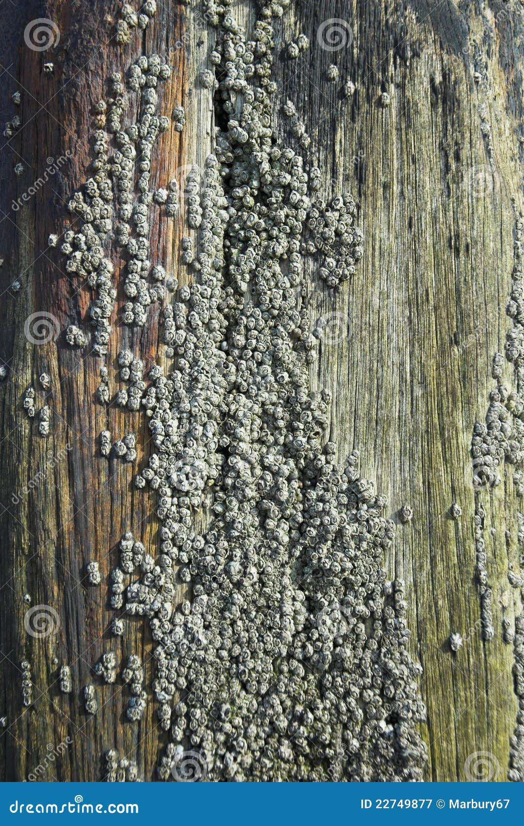 Barnacles on Wood stock image. Image of textured, weathered - 22749877