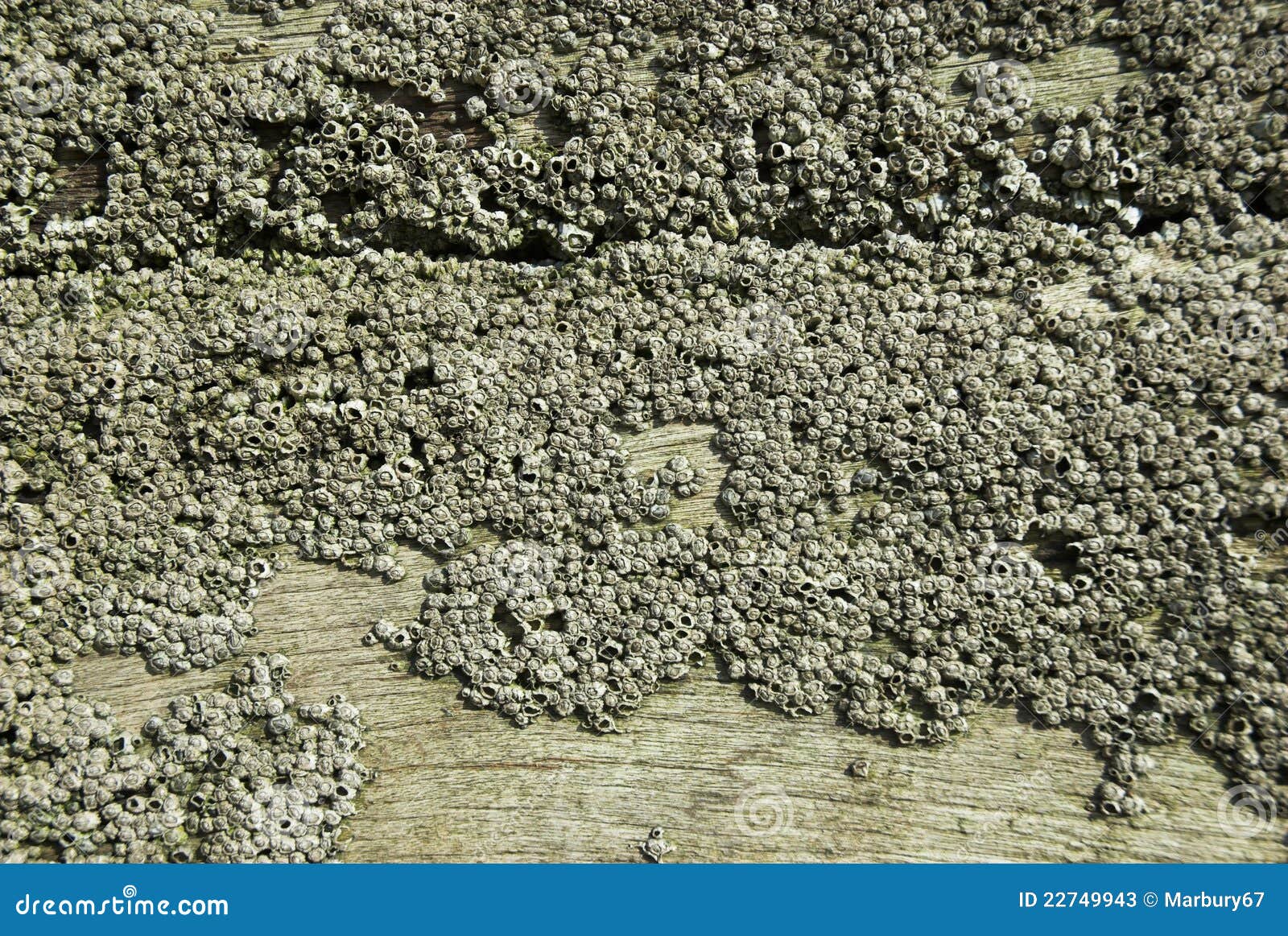 Barnacles on Wood stock image. Image of textured, coast - 22749943