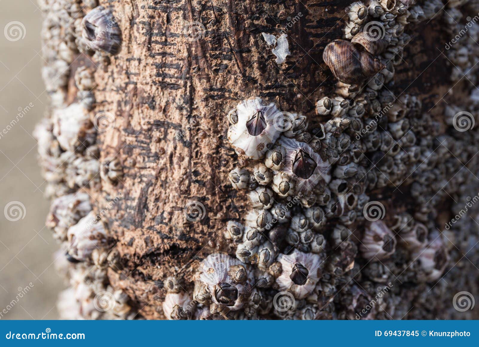 Barnacles on wood stock image. Image of bore, closeup - 69437845