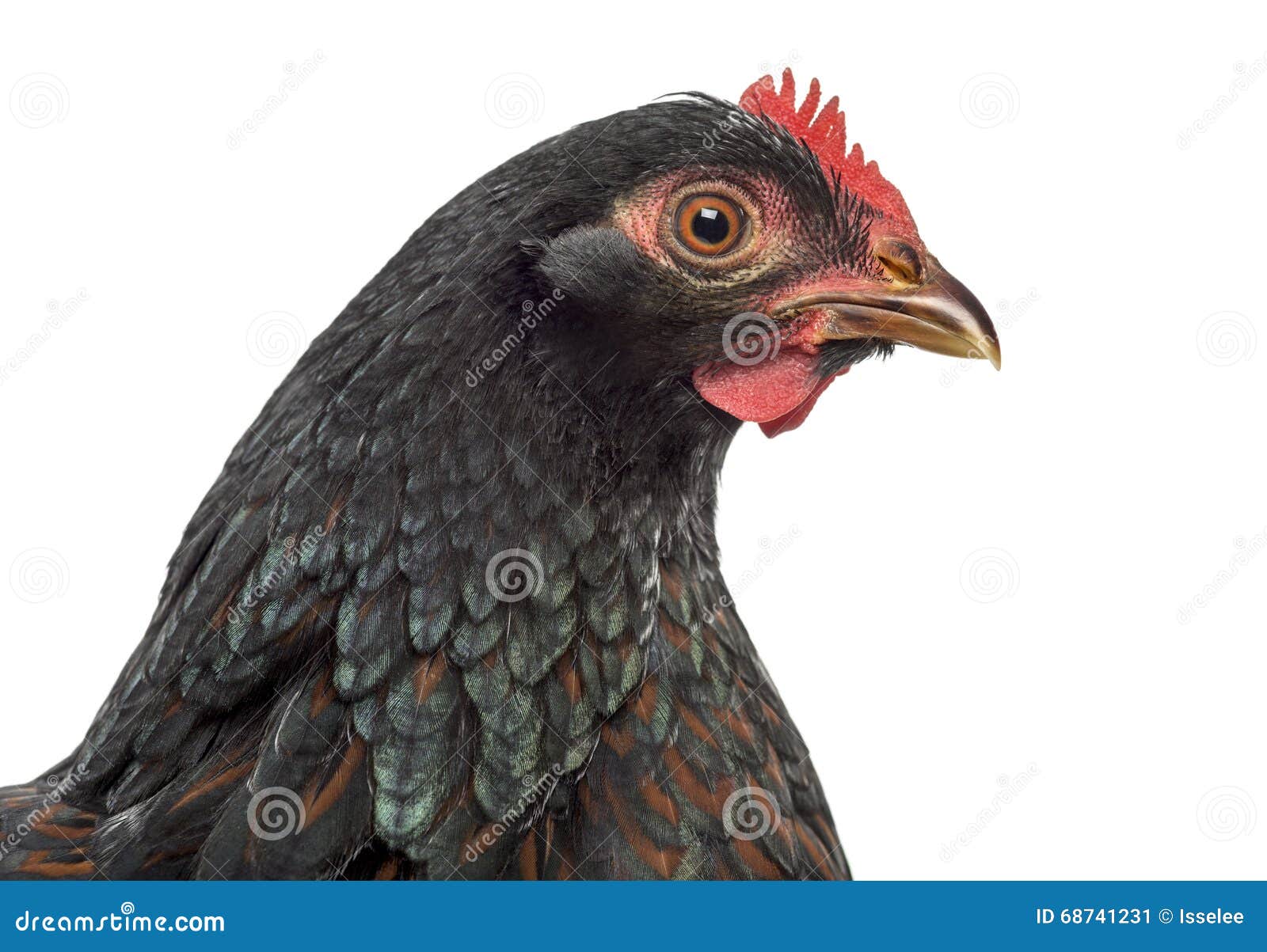 Barnevelder Double-laced Hen Isolated on White Stock Image - Image of ...