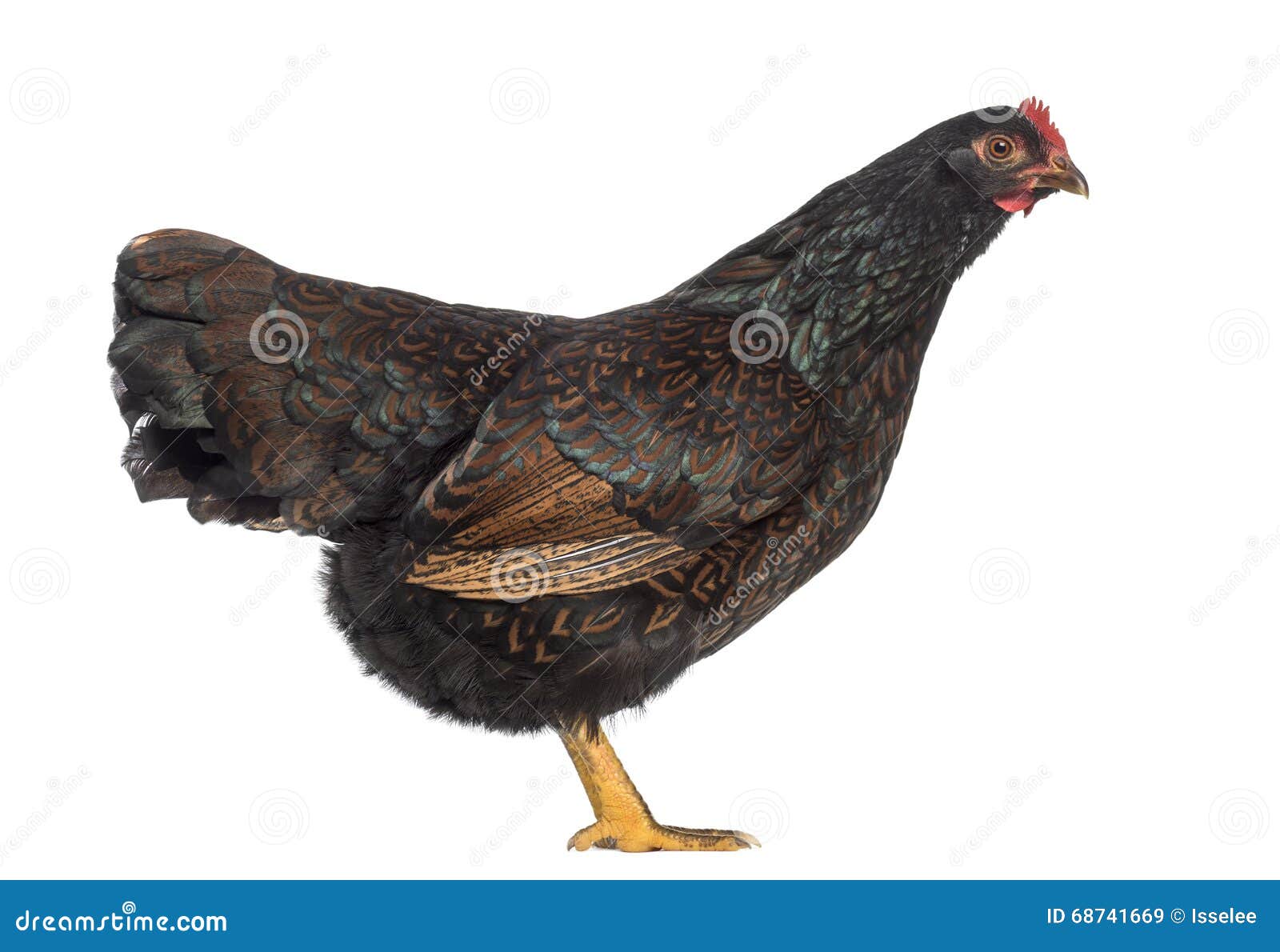 Barnevelder Double-laced Hen Isolated on White Stock Image - Image of ...