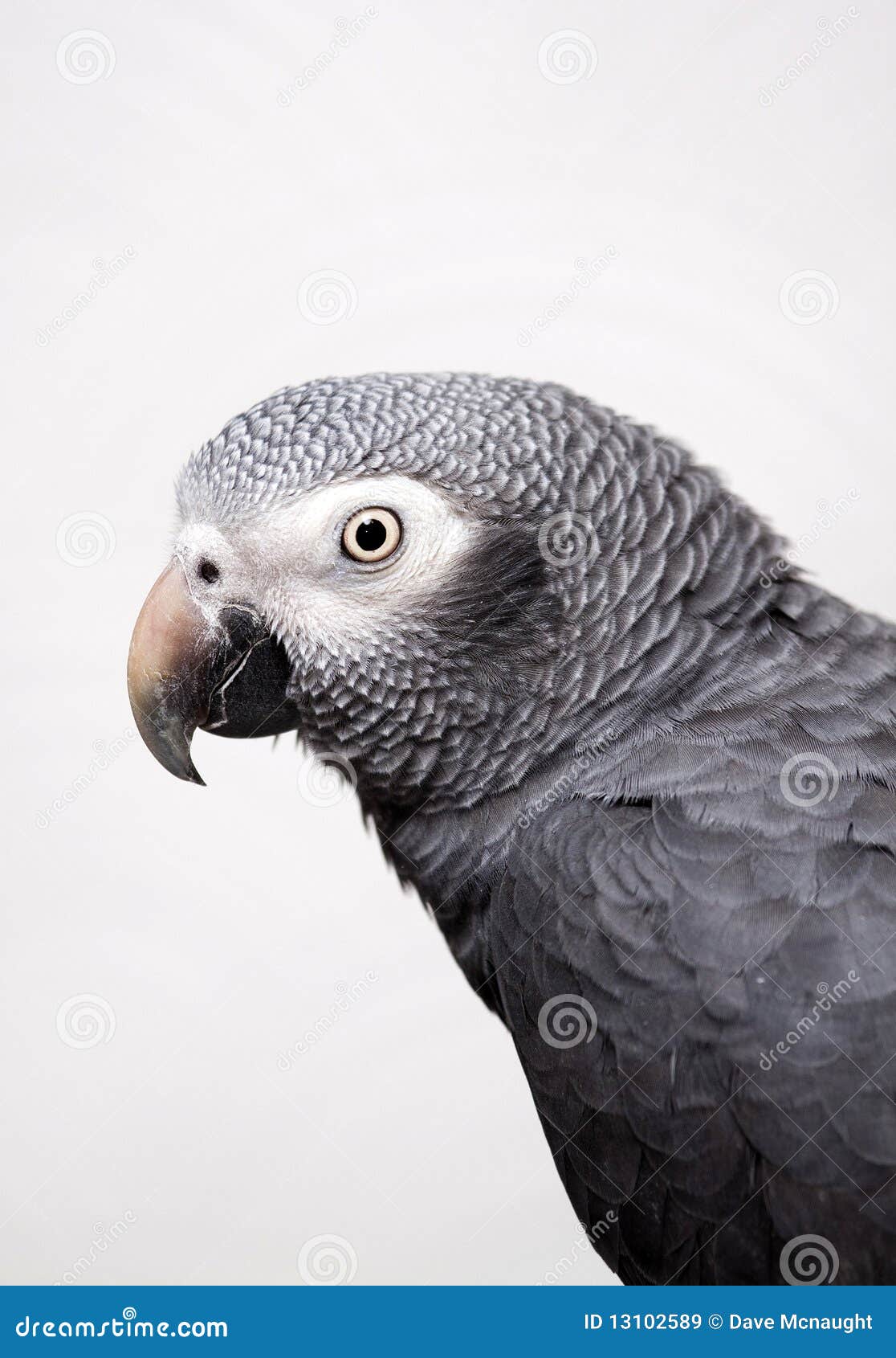 Barney stock image. Image of parrot, african, bird, canon - 13102589