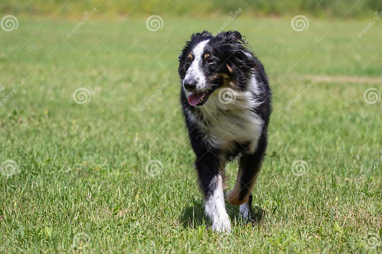 Barney Running foto de archivo. Imagen de pastor, poco - 131925296
