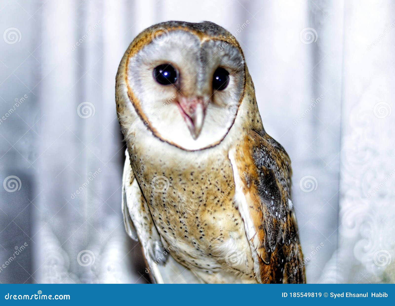 Barnowl de dhaka imagen de archivo. Imagen de buho, dacca - 185549819