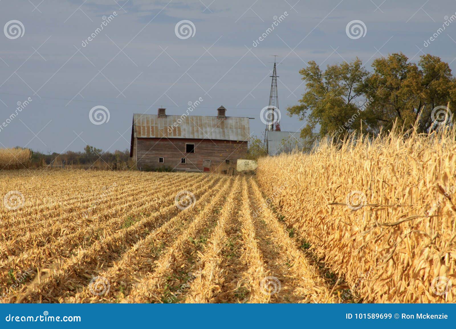 Barns of the Midwest stock image. Image of livestock - 101589699