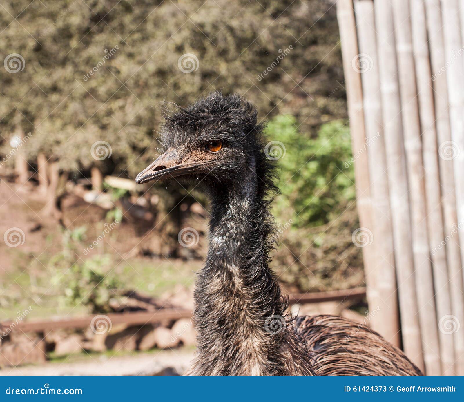 Barnslig struts fotografering för bildbyråer. Bild av svart - 61424373