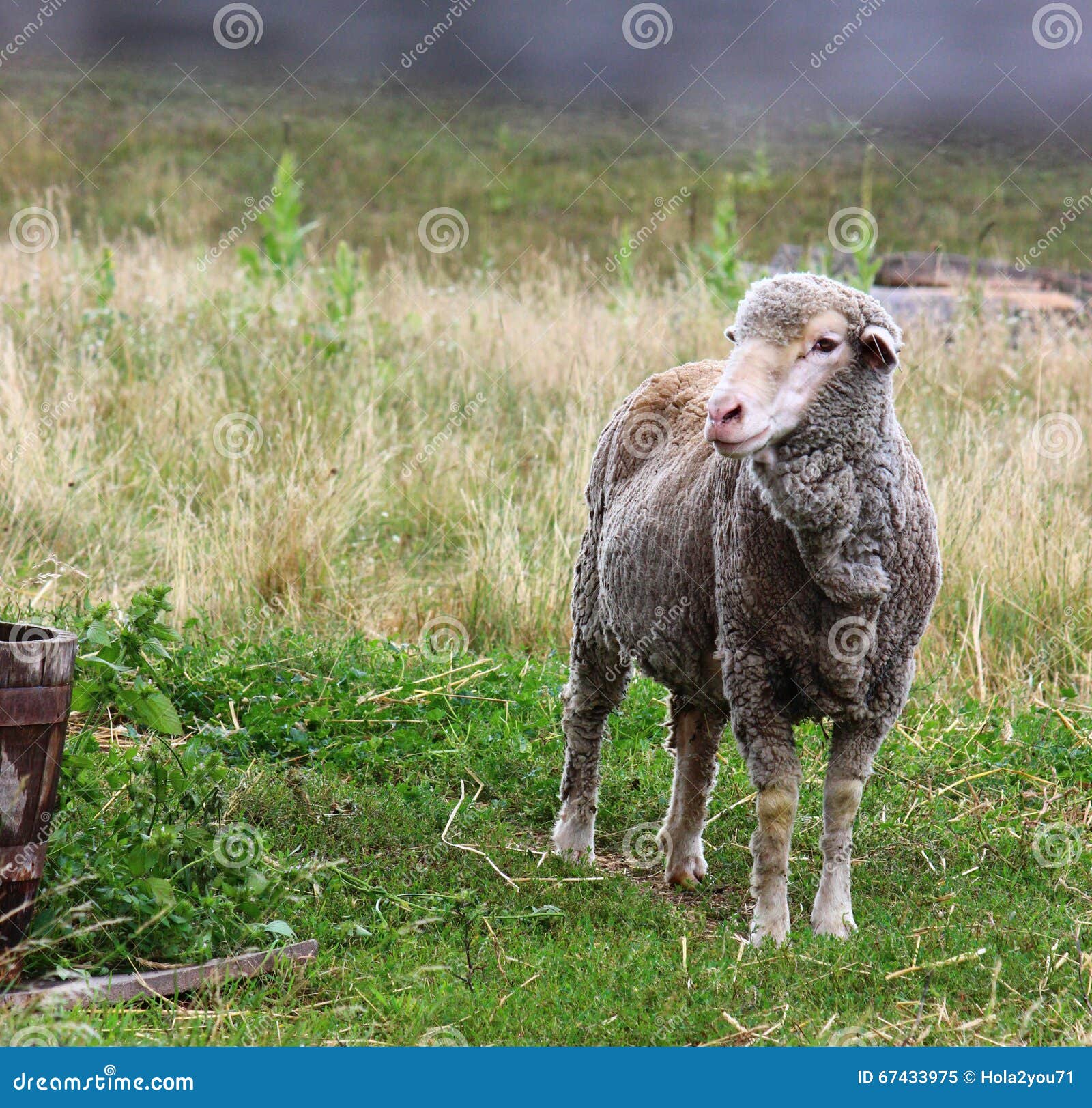 Barnyard Animals stock image. Image of animals, barnyard - 67433975