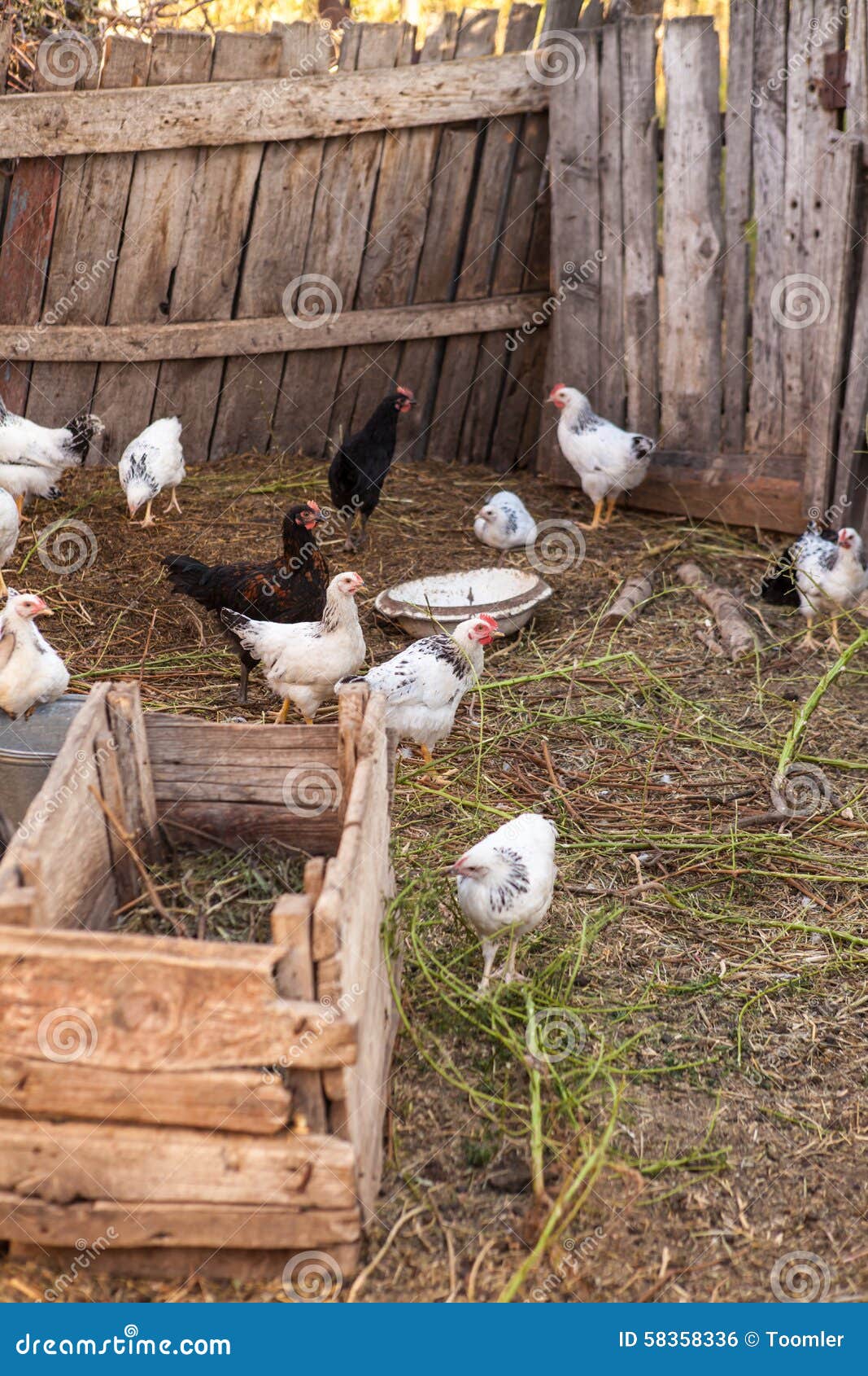 Barnyard animals stock photo. Image of farm, barnyard - 58358336