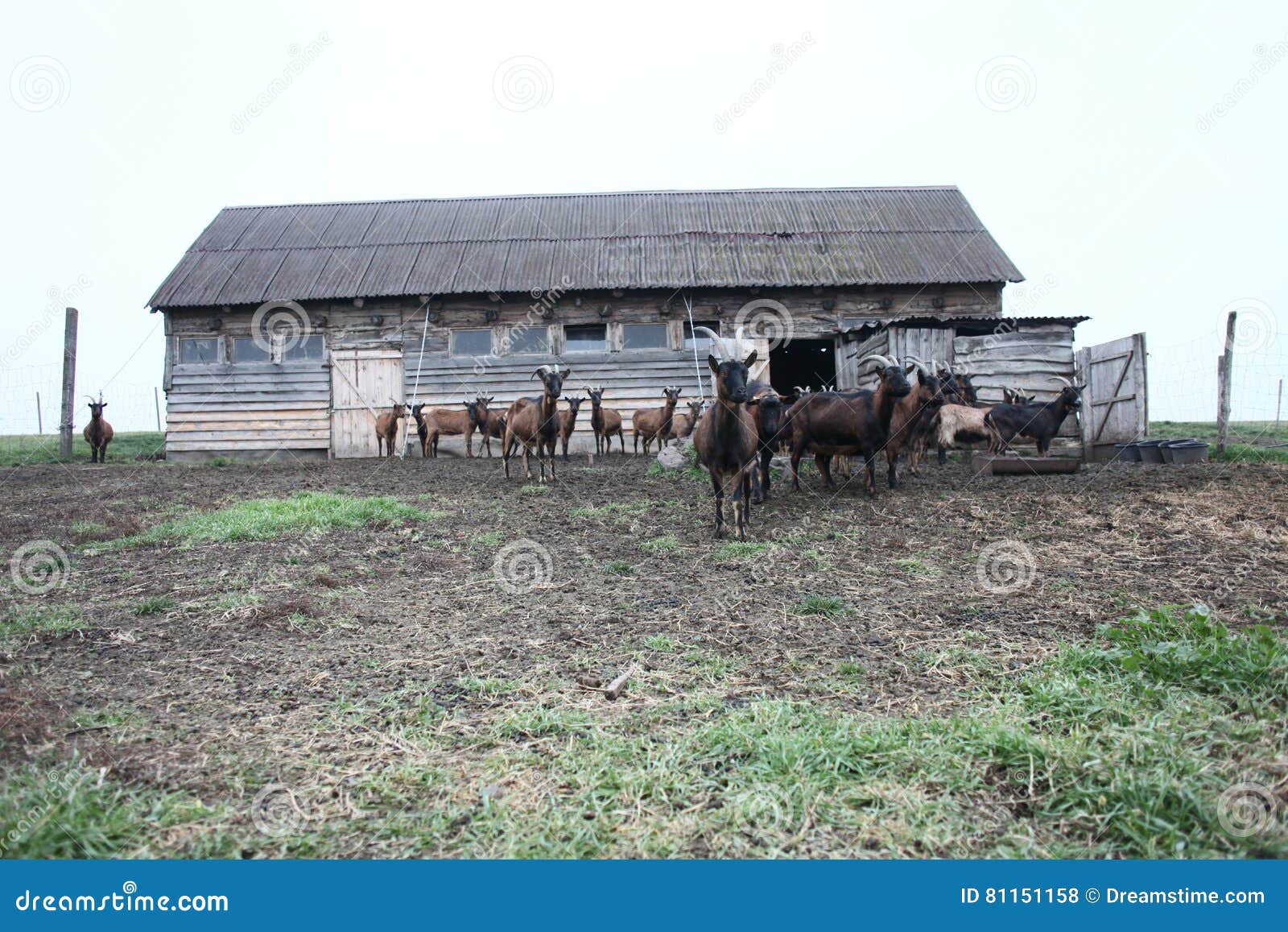 Barnyard stock photo. Image of stockyard, animal, barn - 81151158