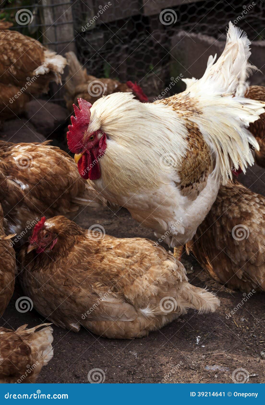 Barnyard Chickens stock image. Image of food, dominant - 39214641