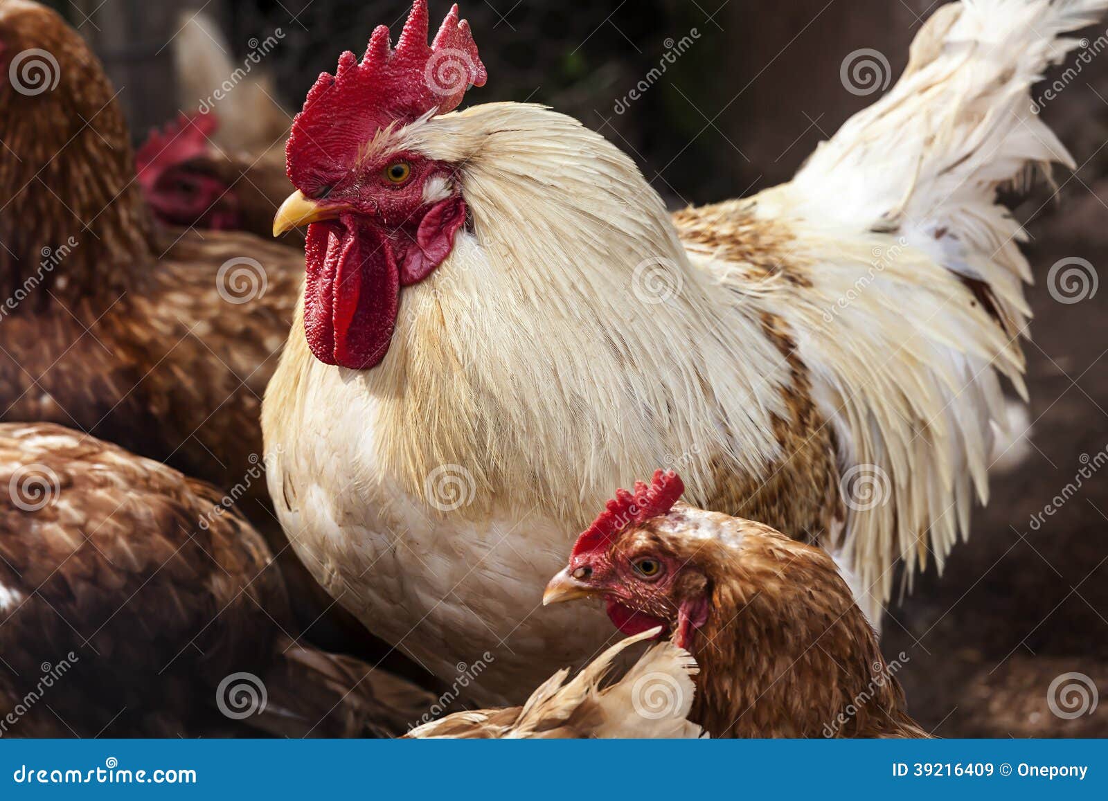 Barnyard Chickens stock image. Image of beak, food, bird - 39216409