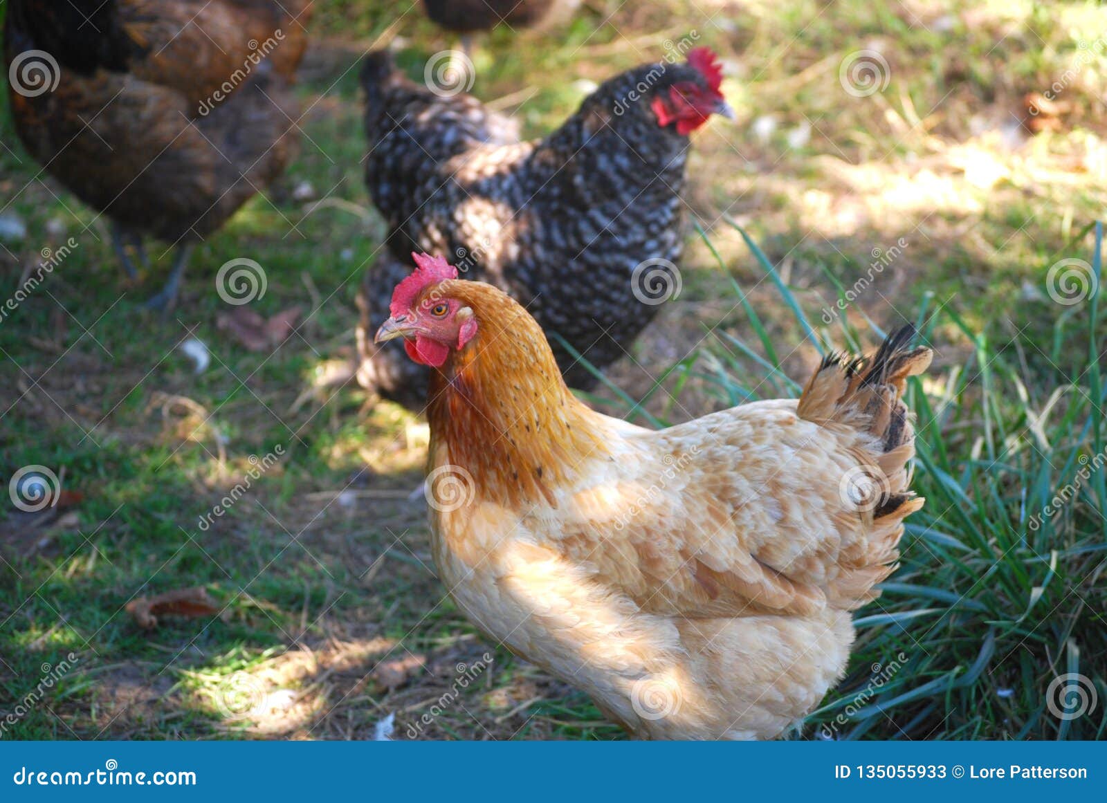 Barnyard Chickens - Poultry Stock Image - Image of chicken, animal ...