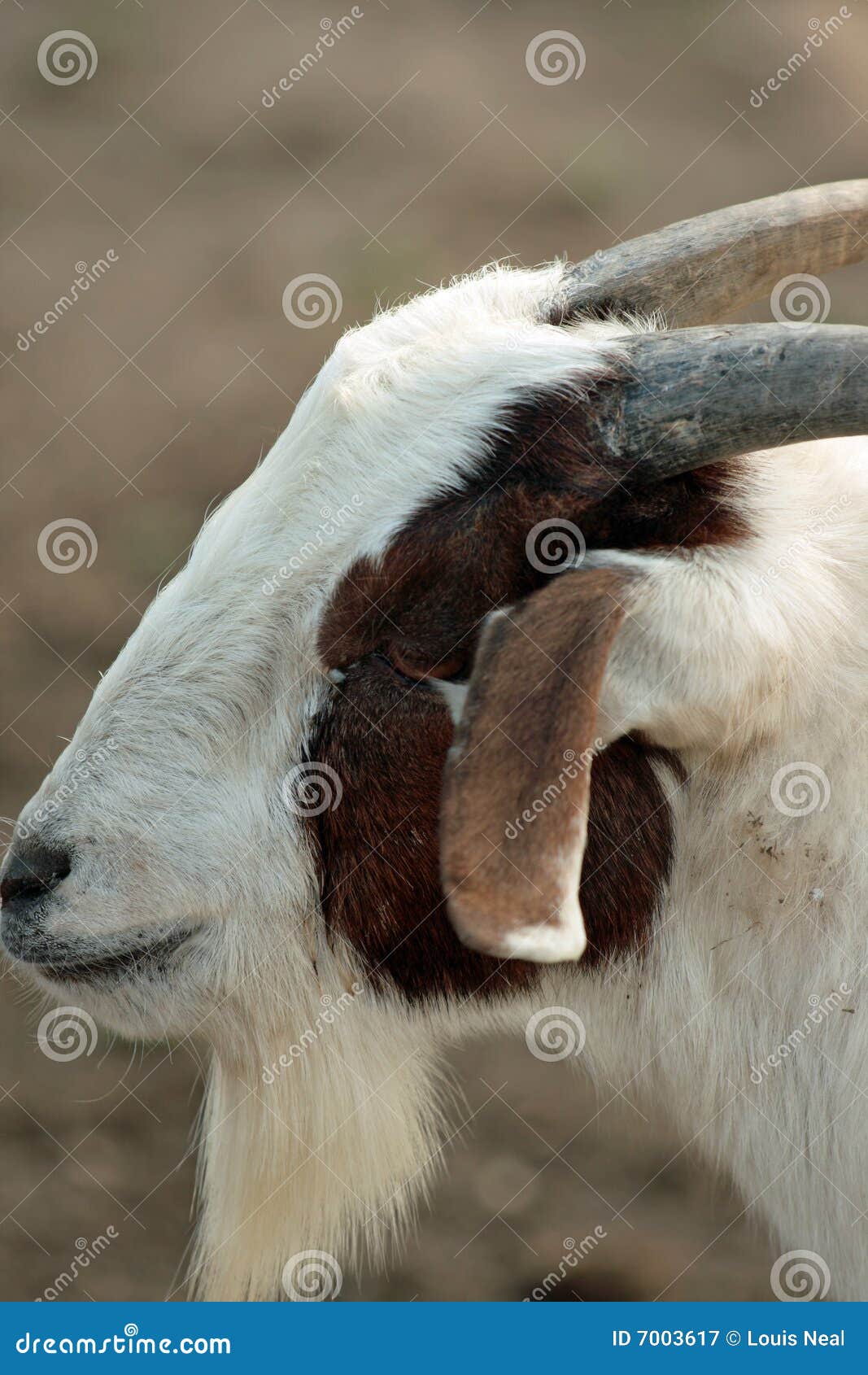 Barnyard goat stock image. Image of agriculture, horns - 7003617