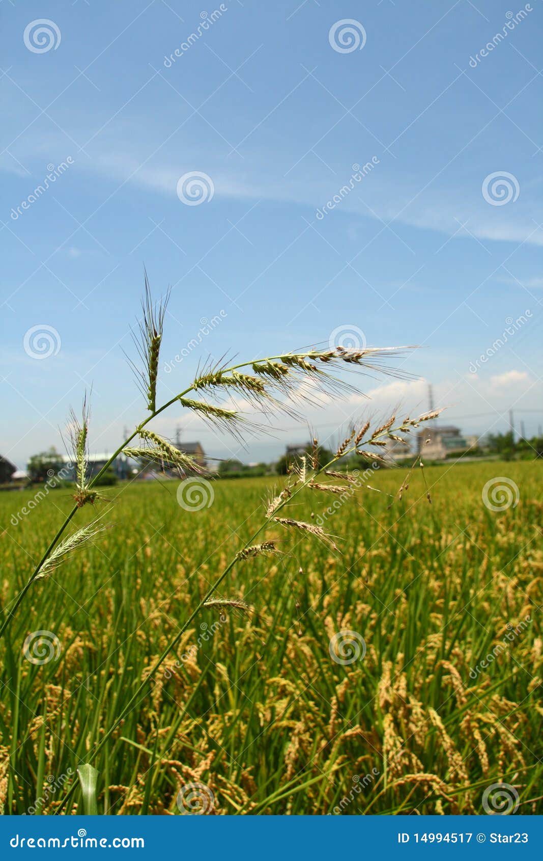 Barnyard Grass stock image. Image of nature, green, paddy - 14994517