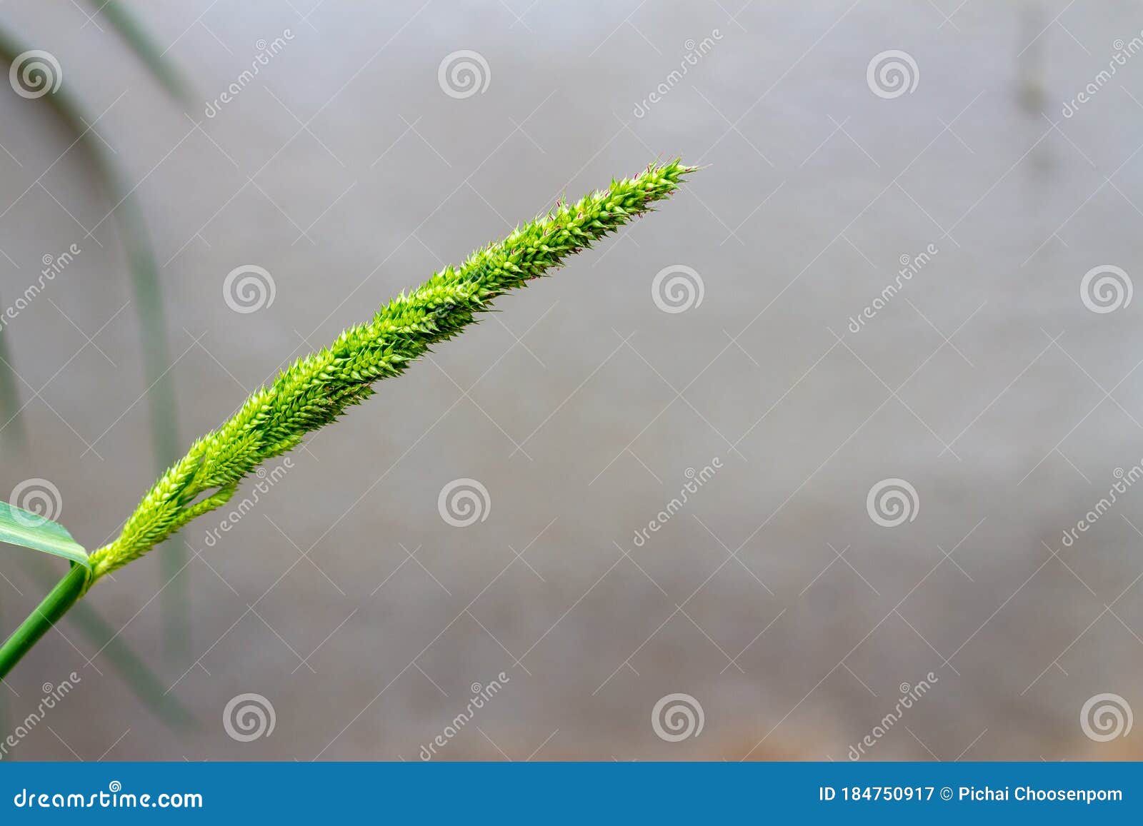 Barnyard Grass or Cockspur or Echinochloa Crus-galli Stock Image ...
