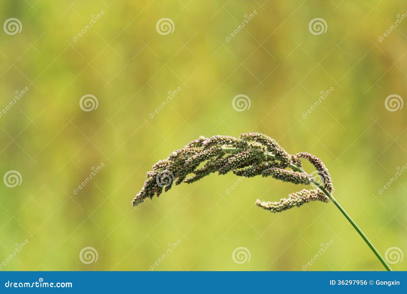 Barnyard grass stock photo. Image of agriculture, weeding - 36297956