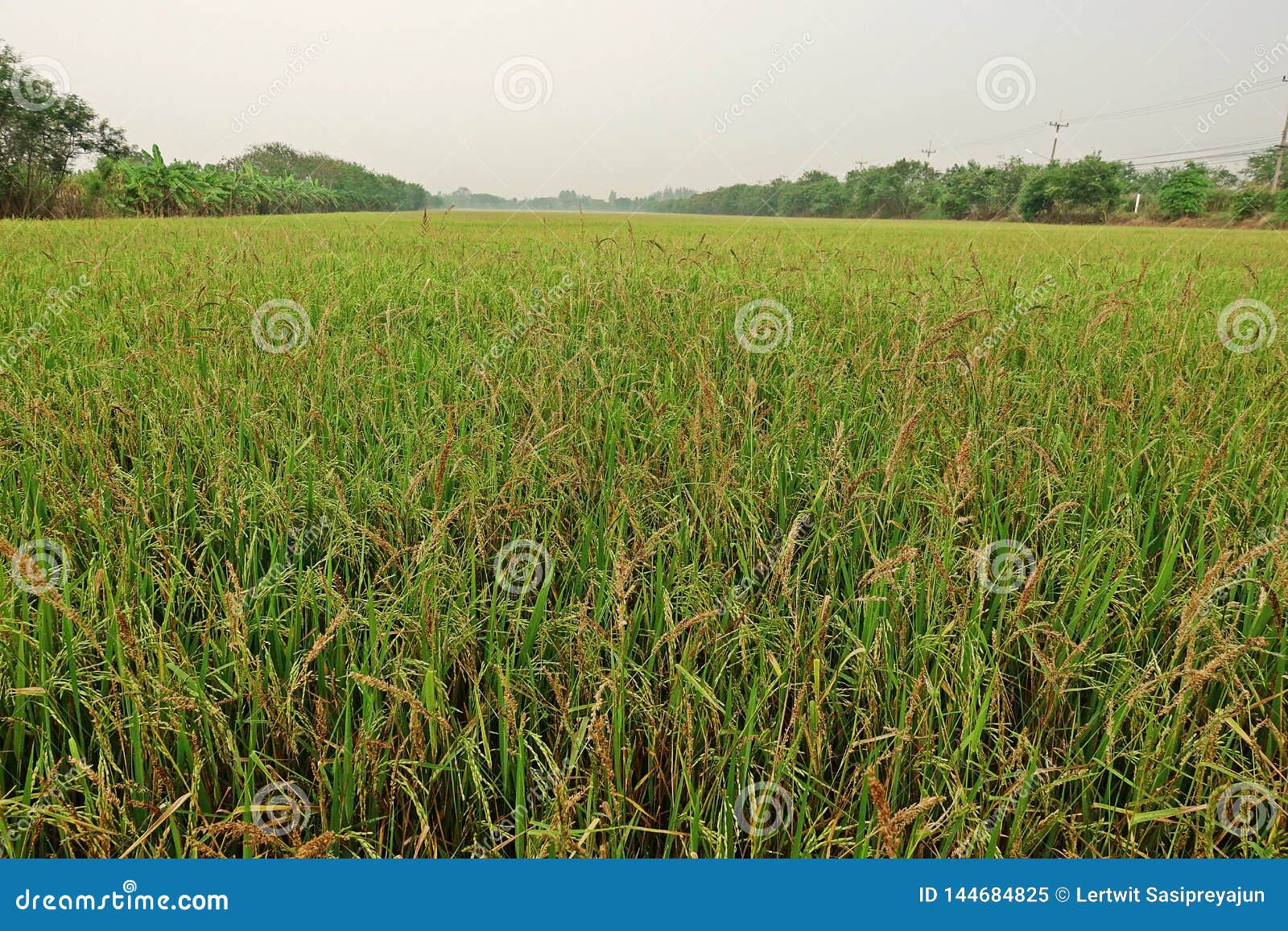 Barnyard Grass Infested Rice Field Stock Image - Image of crop, flower ...