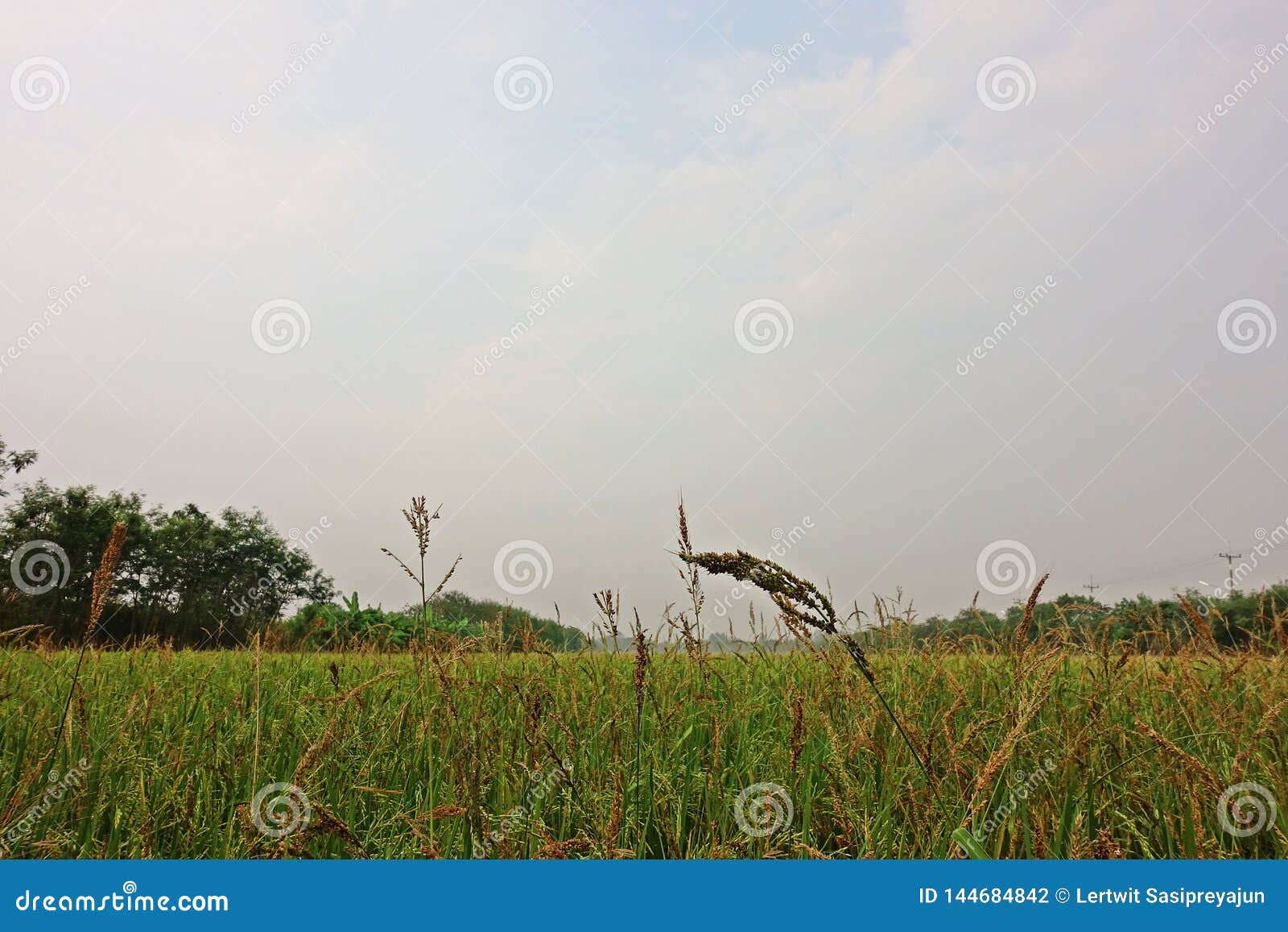 Barnyard Grass Infested Rice Field Stock Photo - Image of fields ...