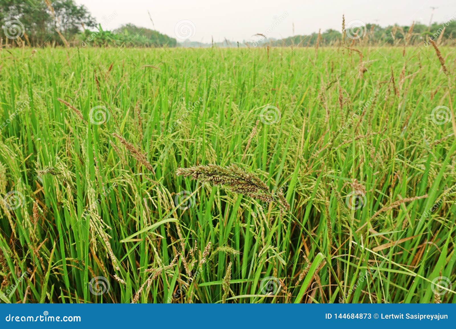 Barnyard Grass Infested Rice Field Stock Image - Image of field, flower ...