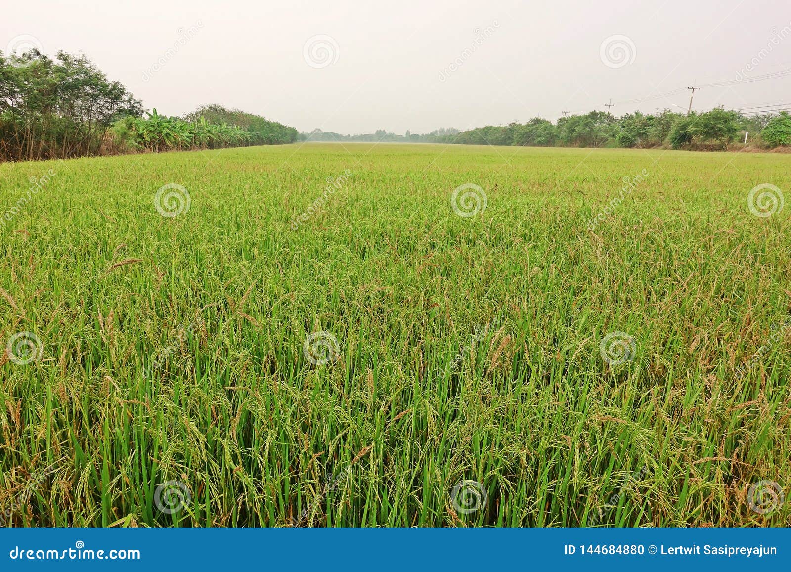 Barnyard Grass Infested Rice Field Stock Photo - Image of grass ...