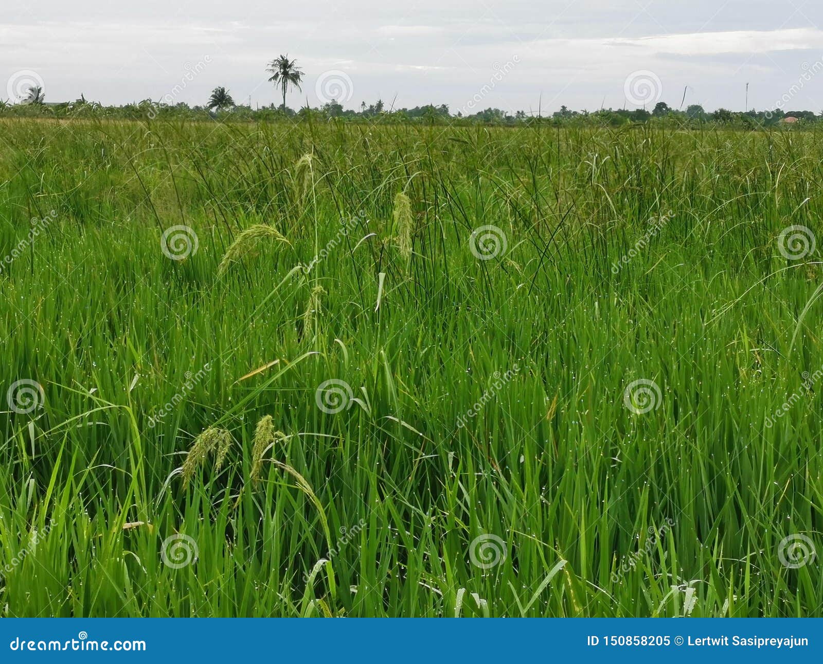 Barnyard Grass Infested Rice Field Stock Image - Image of gramineae ...