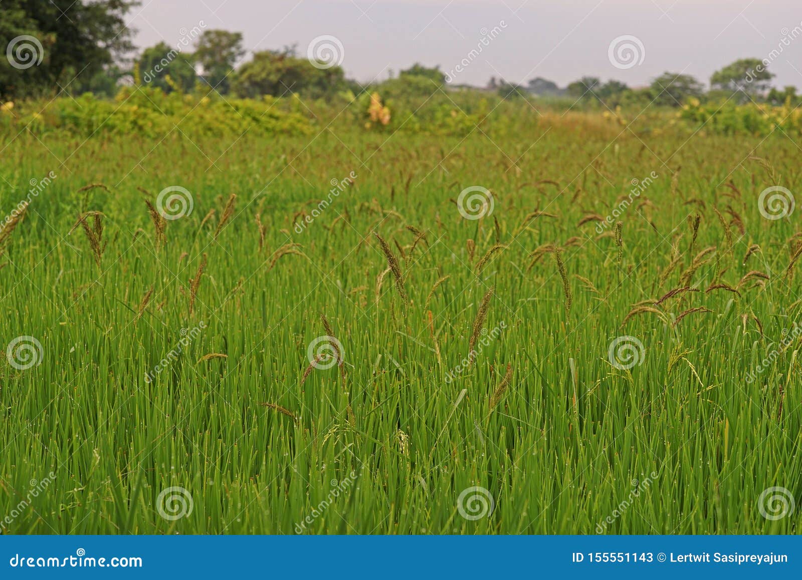 Barnyard Grass Infested Rice Field Stock Image - Image of millet ...