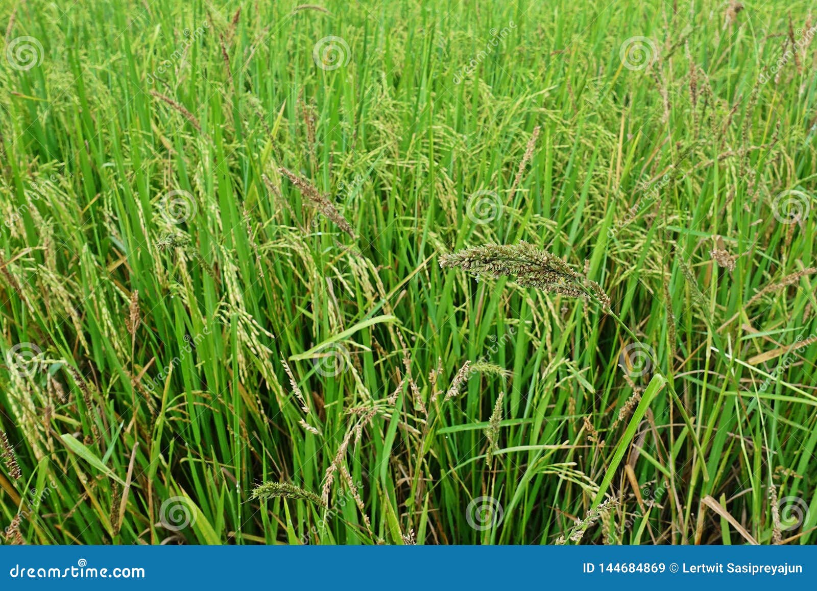 Barnyard Grass Stock Photography | CartoonDealer.com #146858408