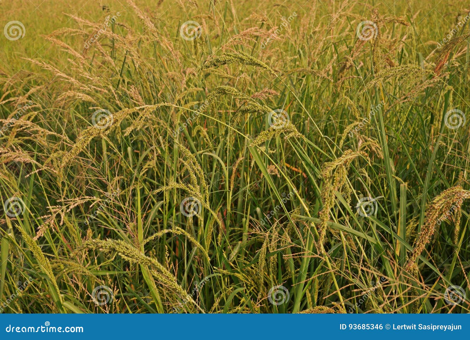 Barnyard Grass weed stock photo. Image of beautiful, agriculture - 93685346