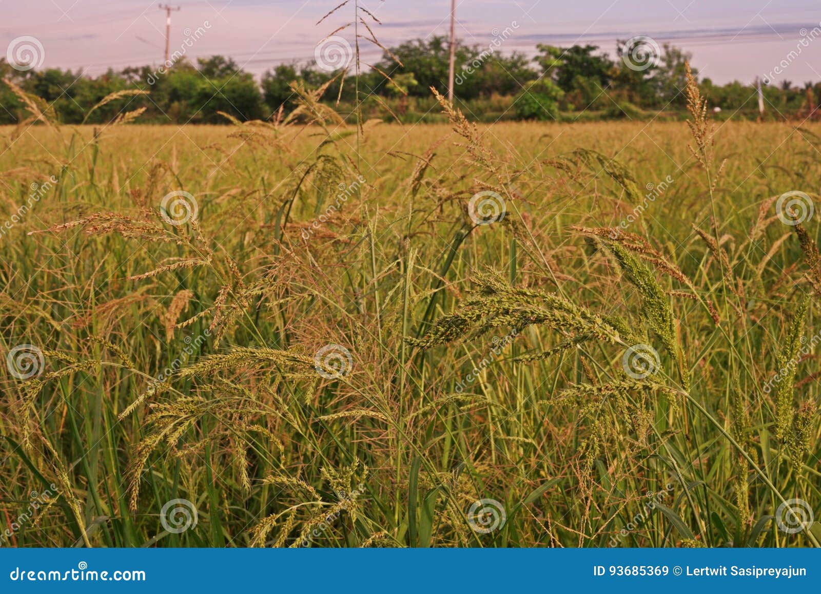 Barnyard Grass weed stock image. Image of flower, plant - 93685369
