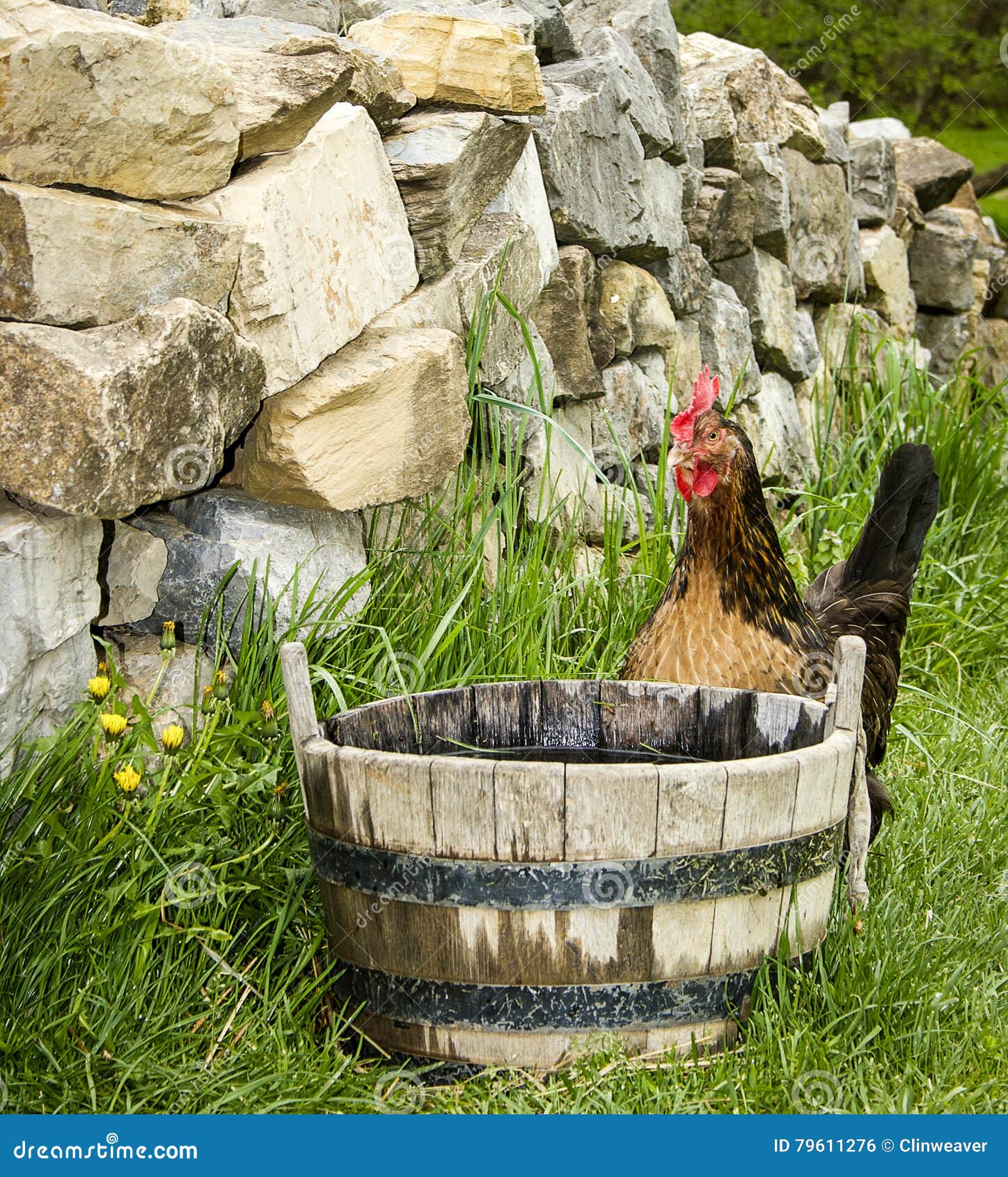 Barnyard Rooster stock photo. Image of farmyard, wooden - 79611276